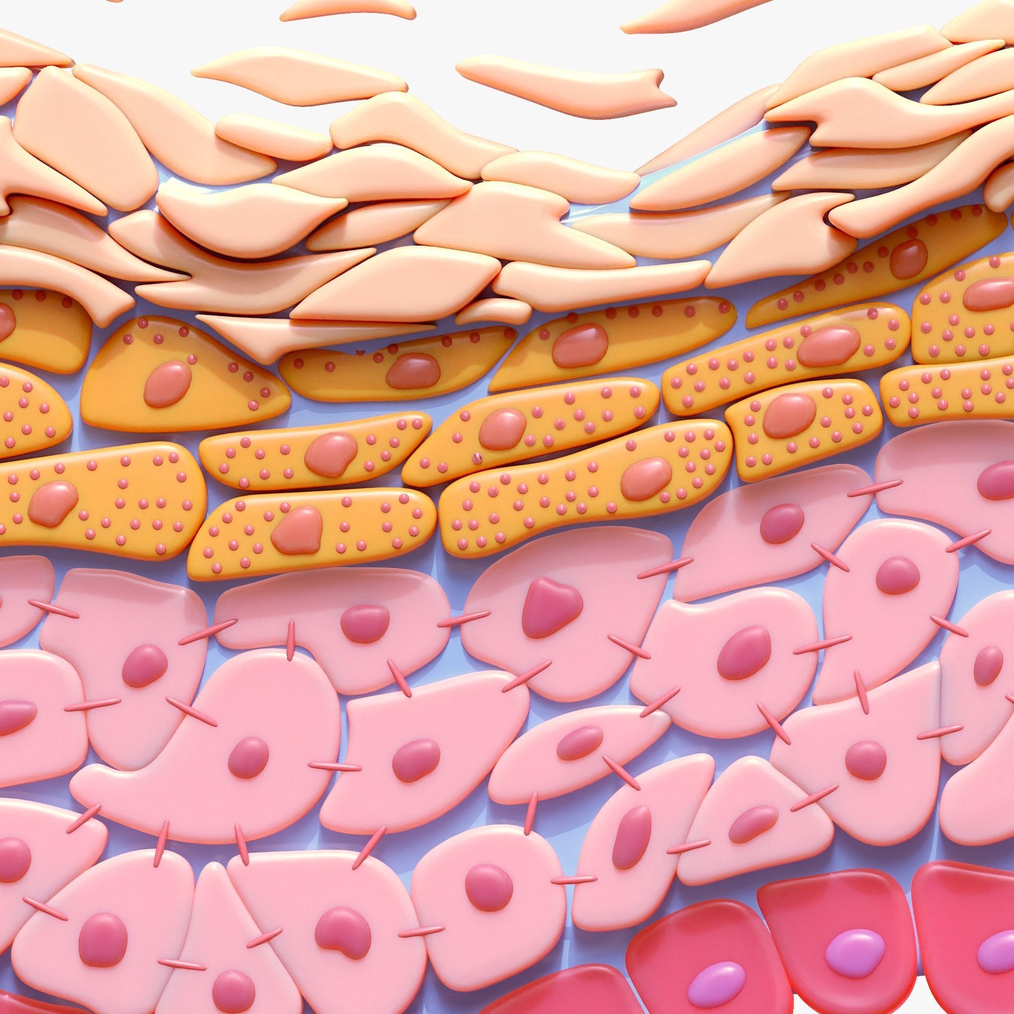 Epidermis Cross Section 3D model | CGTrader