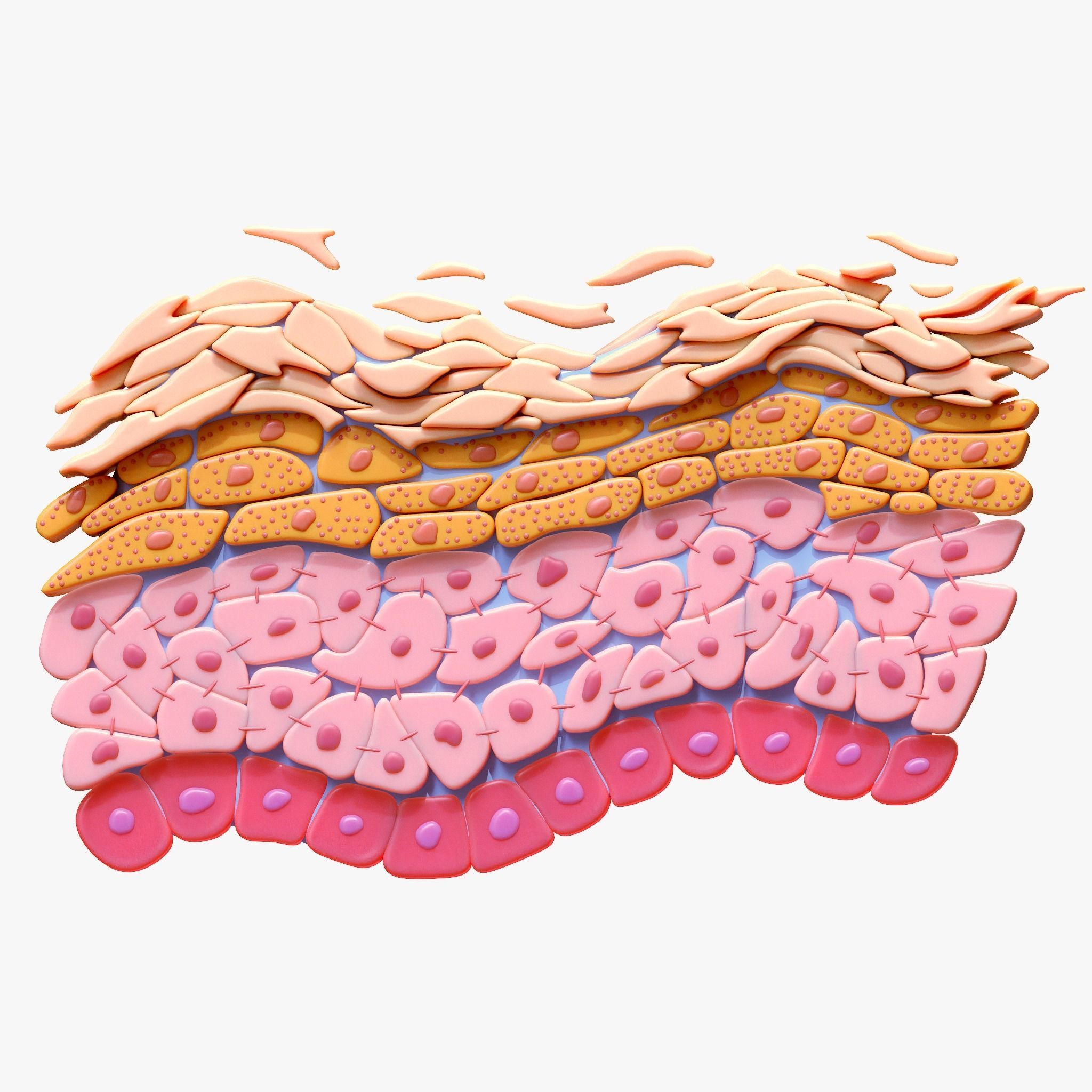 Epidermis Cross Section 3D model | CGTrader