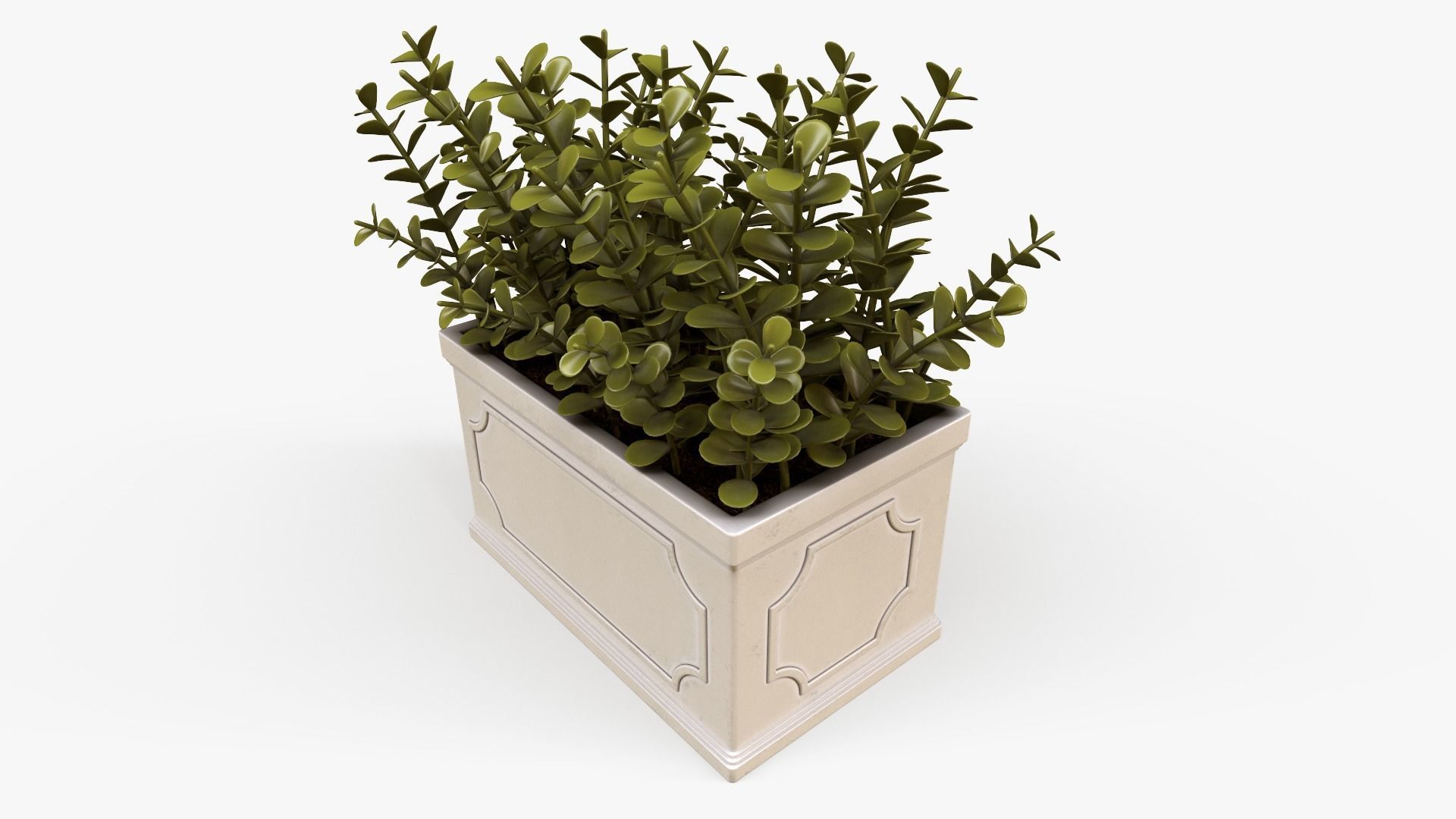 3D model Boxwood Plant pot VR / AR / low-poly | CGTrader