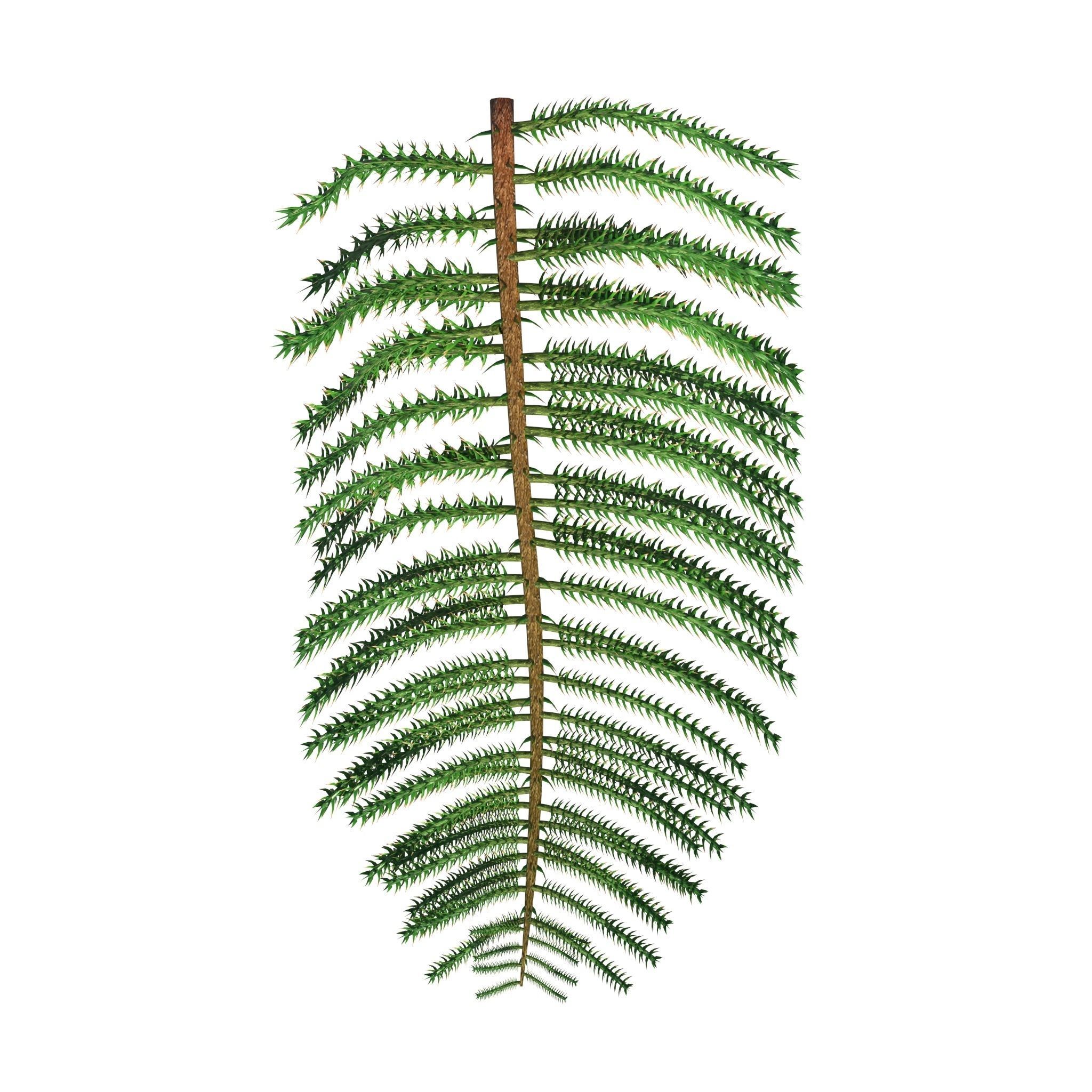 Araucaria Heterophylla 3D model | CGTrader