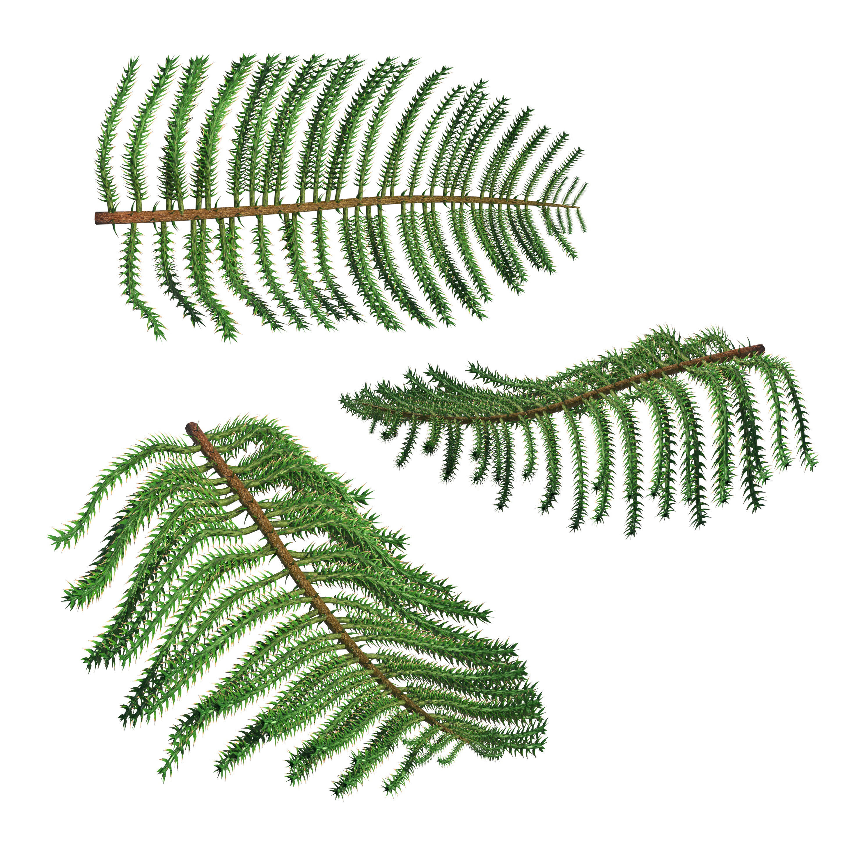 Araucaria Heterophylla 3D model | CGTrader