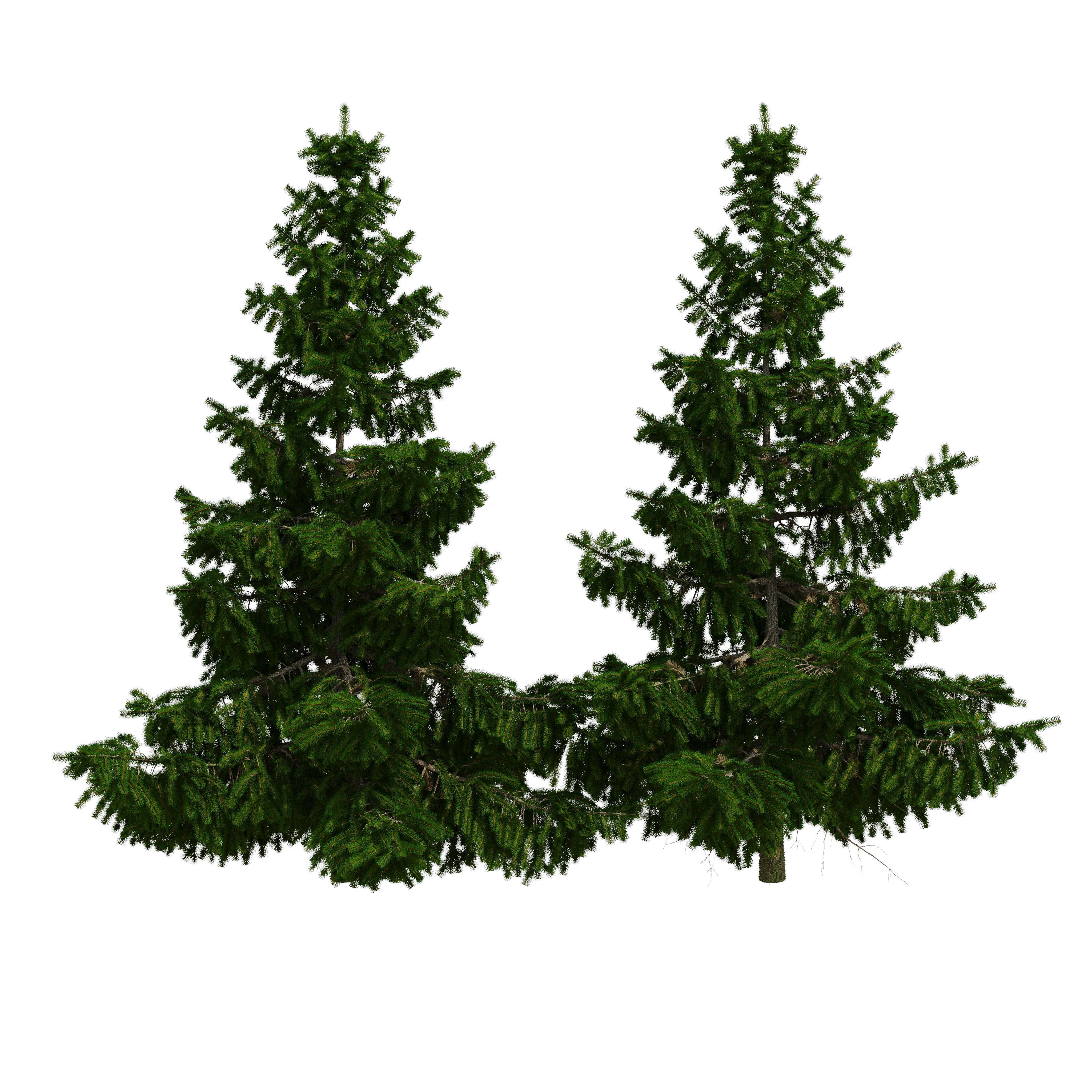 Spruce from 1m to 2m 3D model | CGTrader