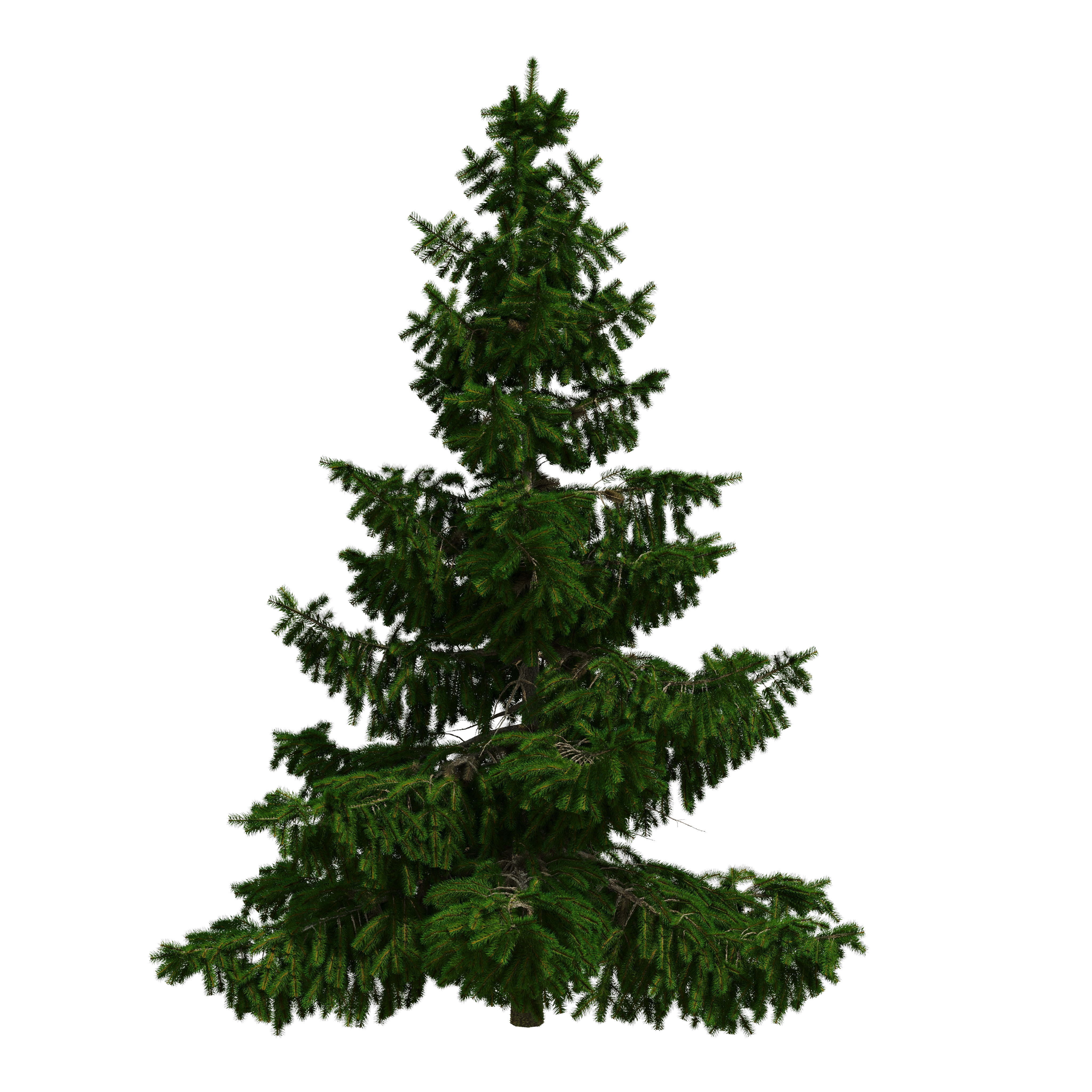 Spruce from 1m to 2m 3D model | CGTrader