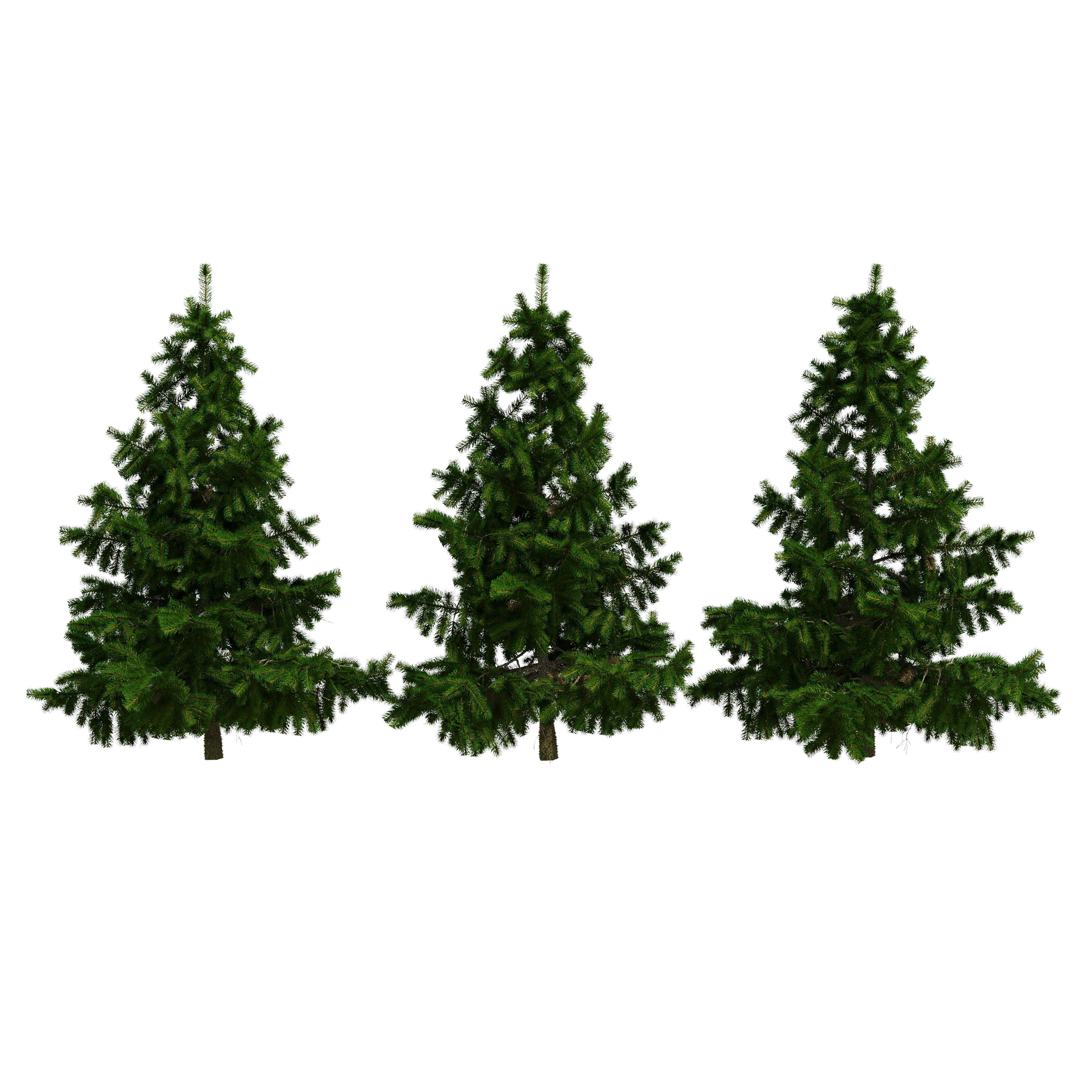 Spruce from 1m to 2m 3D model | CGTrader