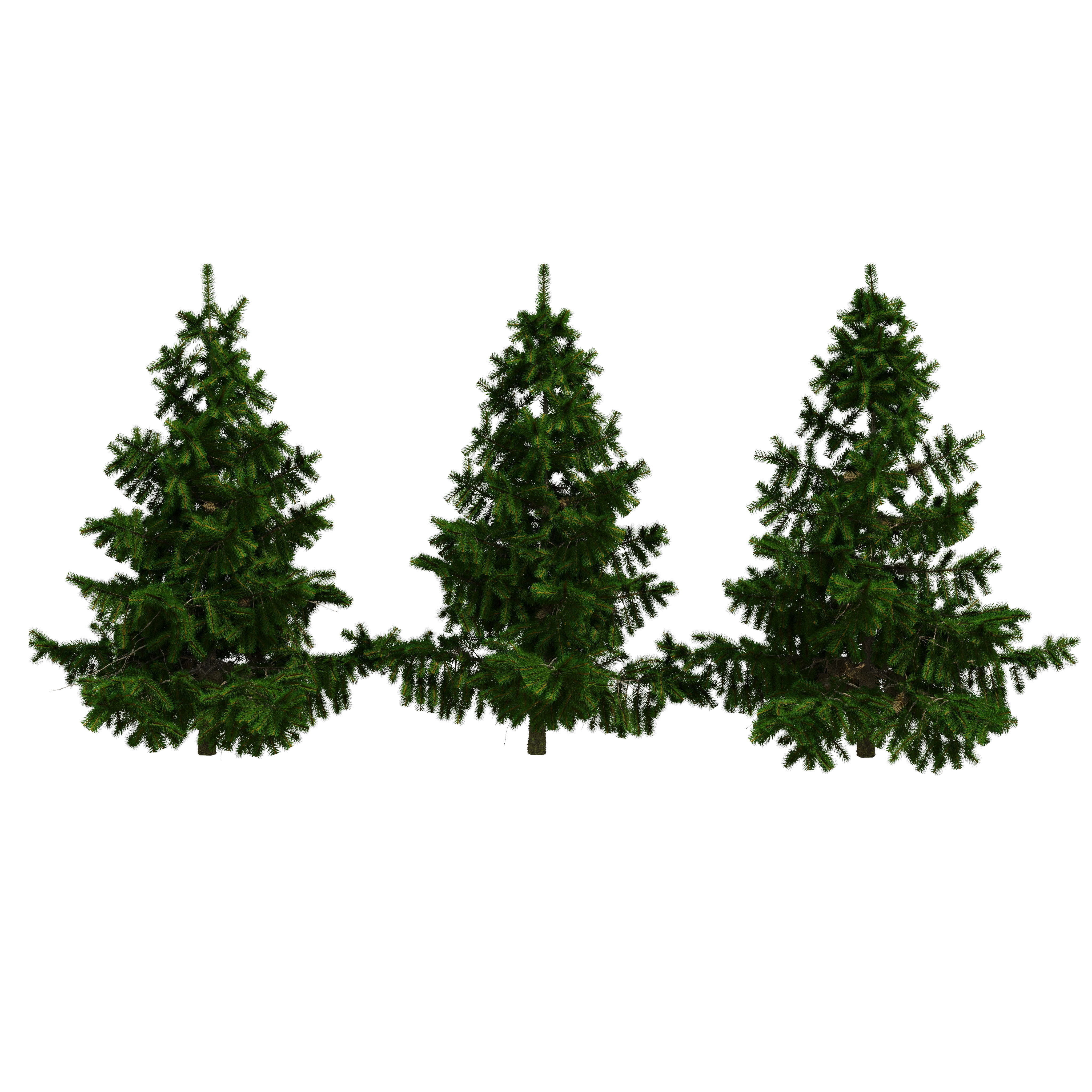 Spruce from 1m to 2m 3D model | CGTrader