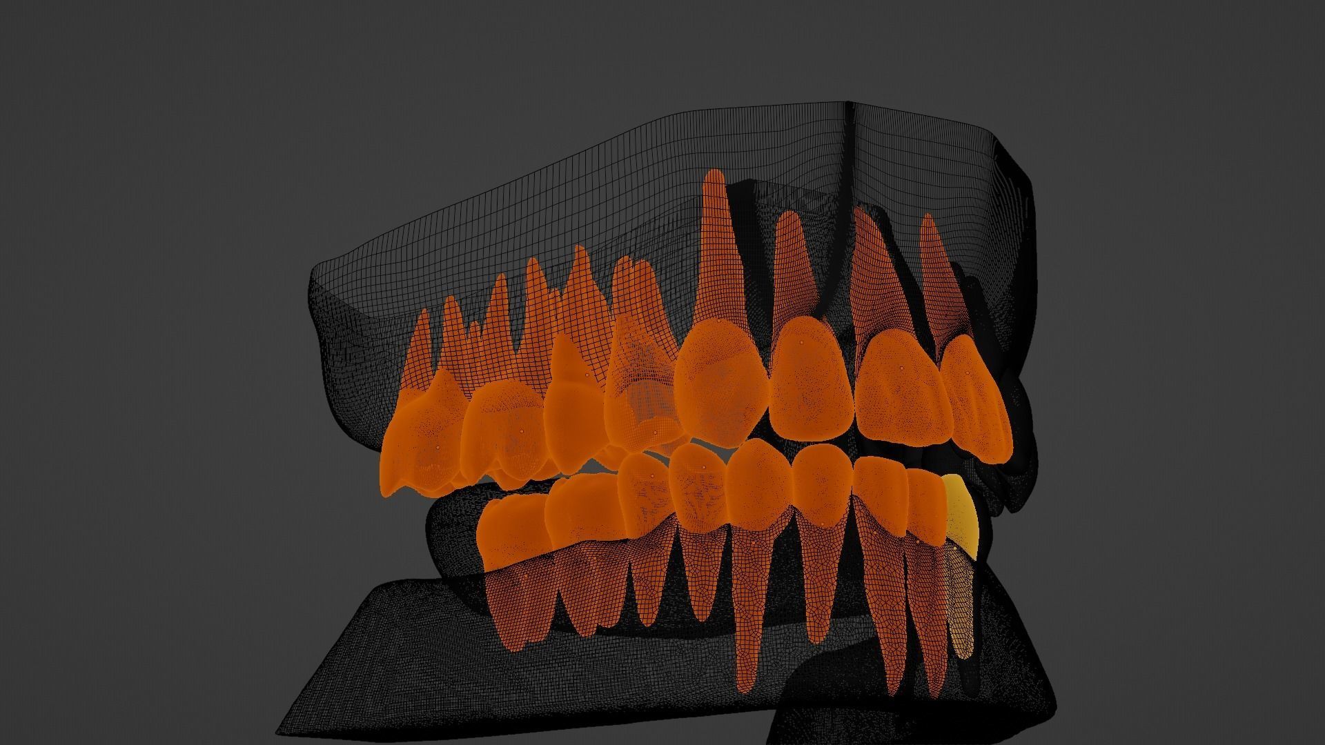 Human mouth full tooth models 3D model | CGTrader