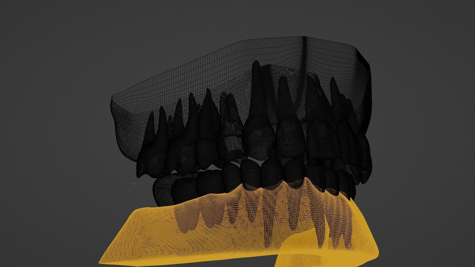 Human mouth full tooth models 3D model | CGTrader