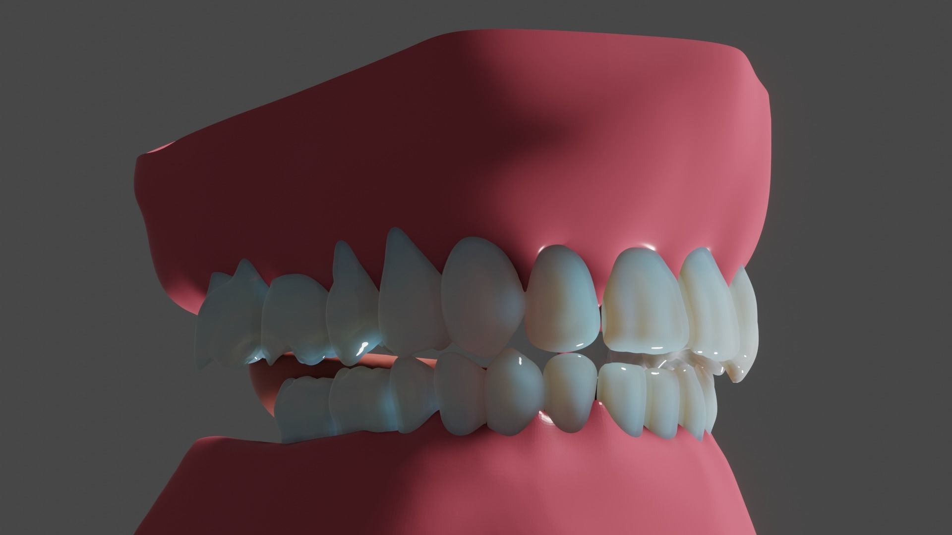 Human mouth full tooth models 3D model | CGTrader