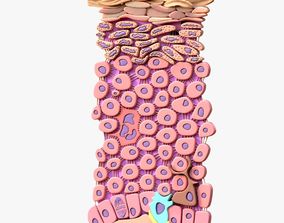 Epidermis 3D Models | CGTrader