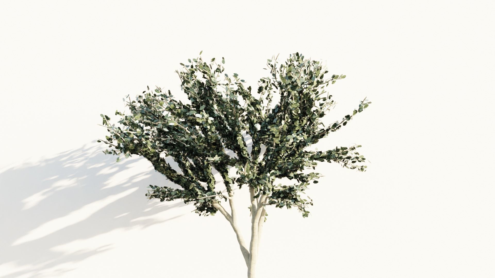 japanese tree free 3D model | CGTrader
