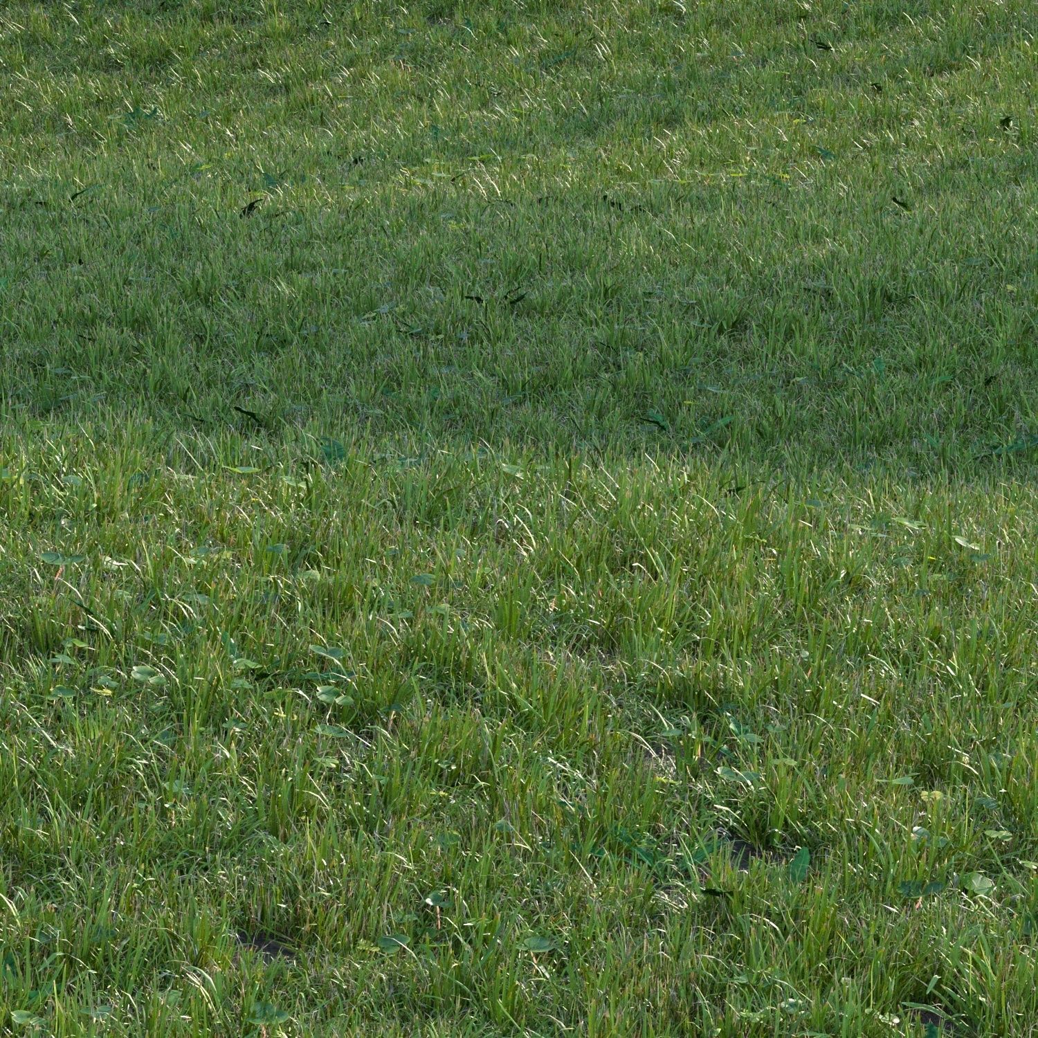 grass set04 3D model | CGTrader