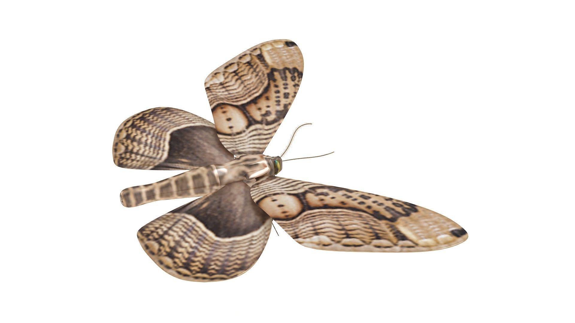 Owl Moth 3D model | CGTrader