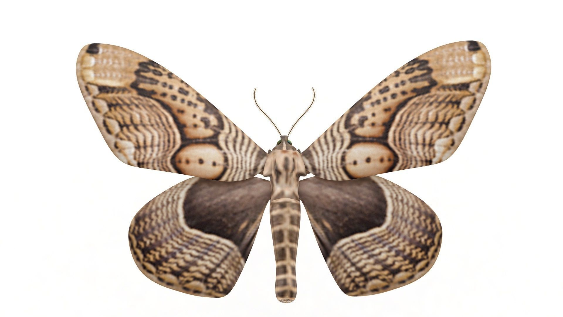 Owl Moth 3D model | CGTrader