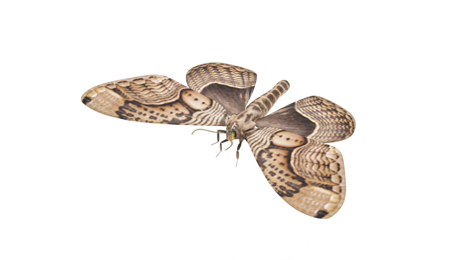 Owl Moth 3D model | CGTrader