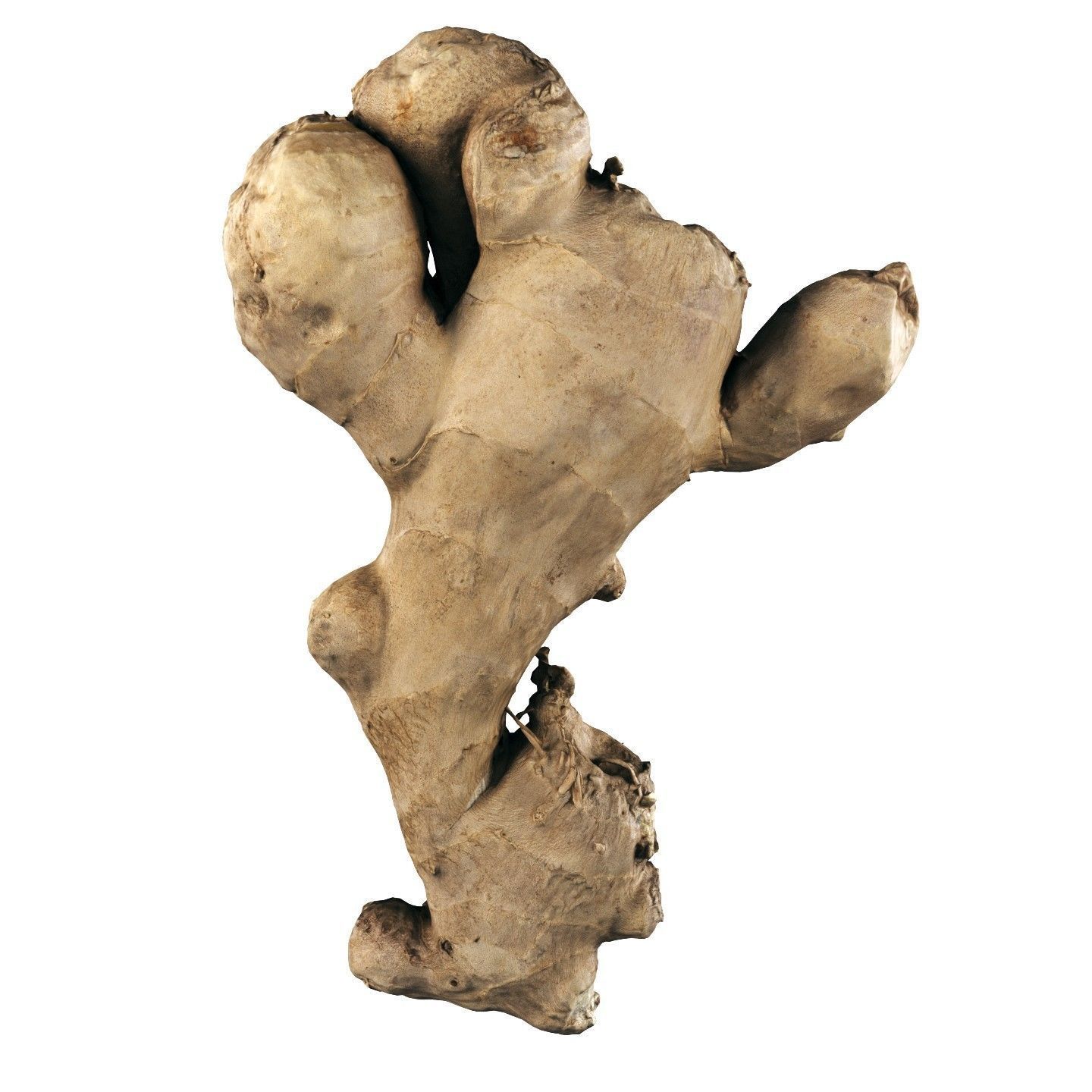 4K Scanned Ginger 3D model | CGTrader