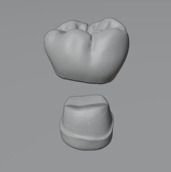 Molar Tooth 46 3D model | CGTrader