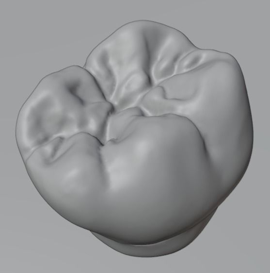 Molar Tooth 46 3D model | CGTrader