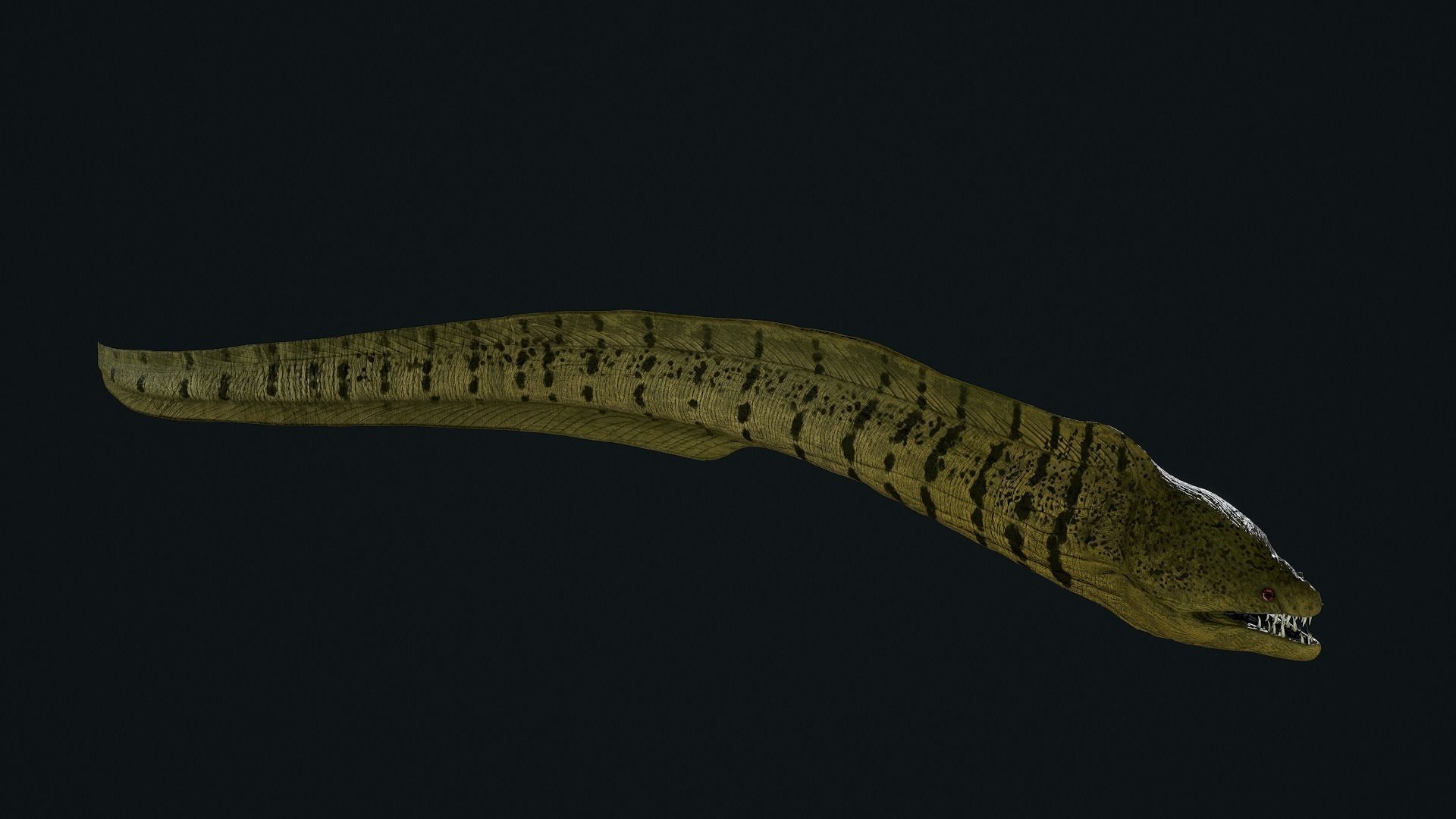 Moray eel 3D model animated rigged | CGTrader