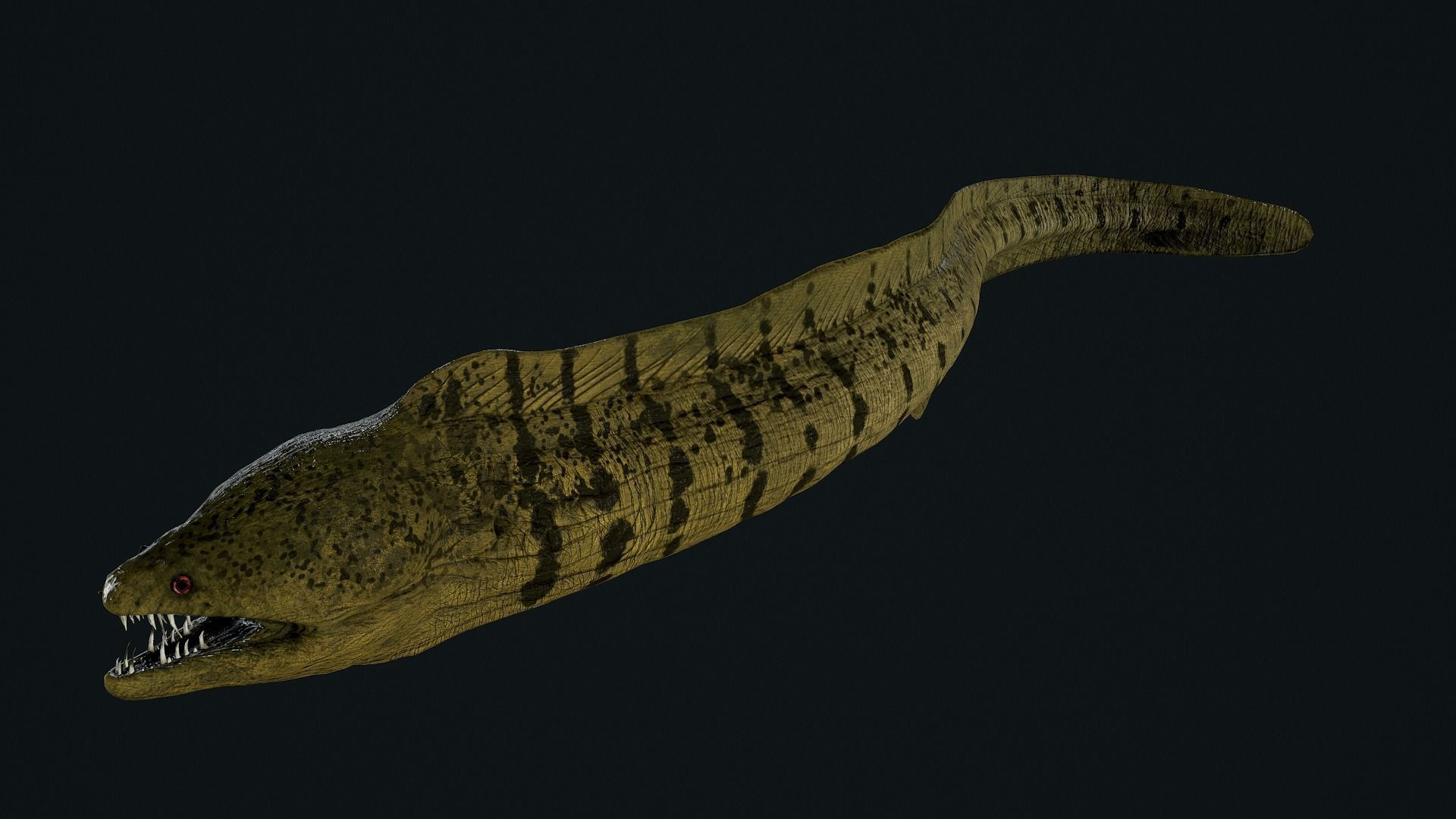 Moray eel 3D model animated rigged | CGTrader