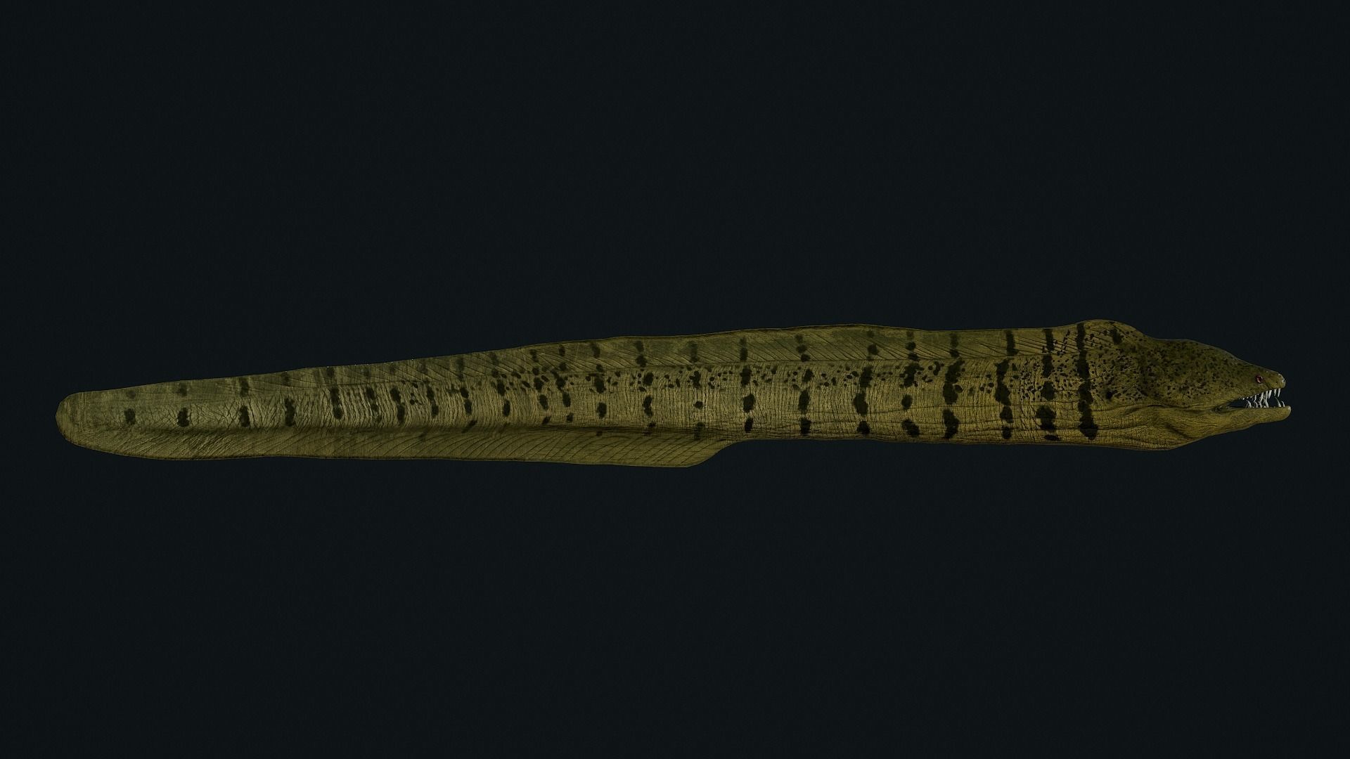 Moray eel 3D model animated rigged | CGTrader