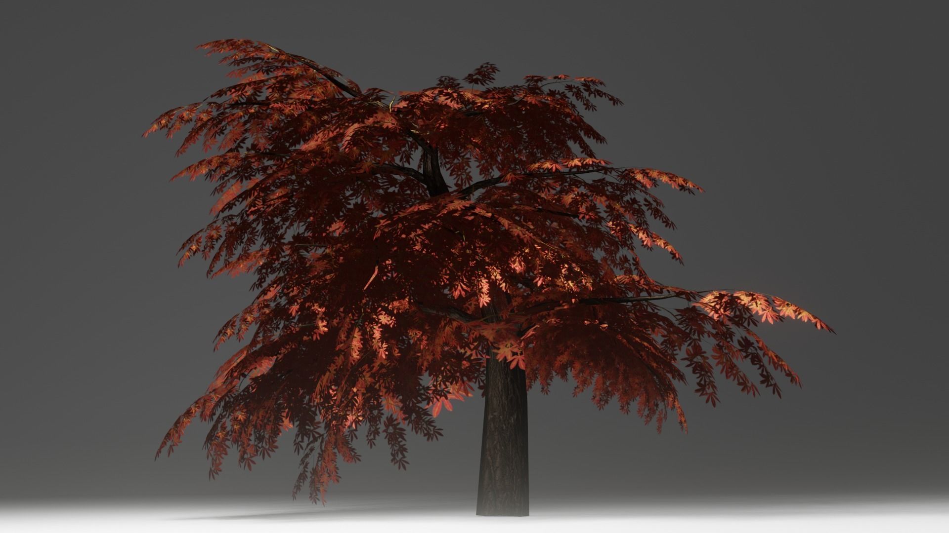3D model Japan Maple Tree VR / AR / low-poly | CGTrader