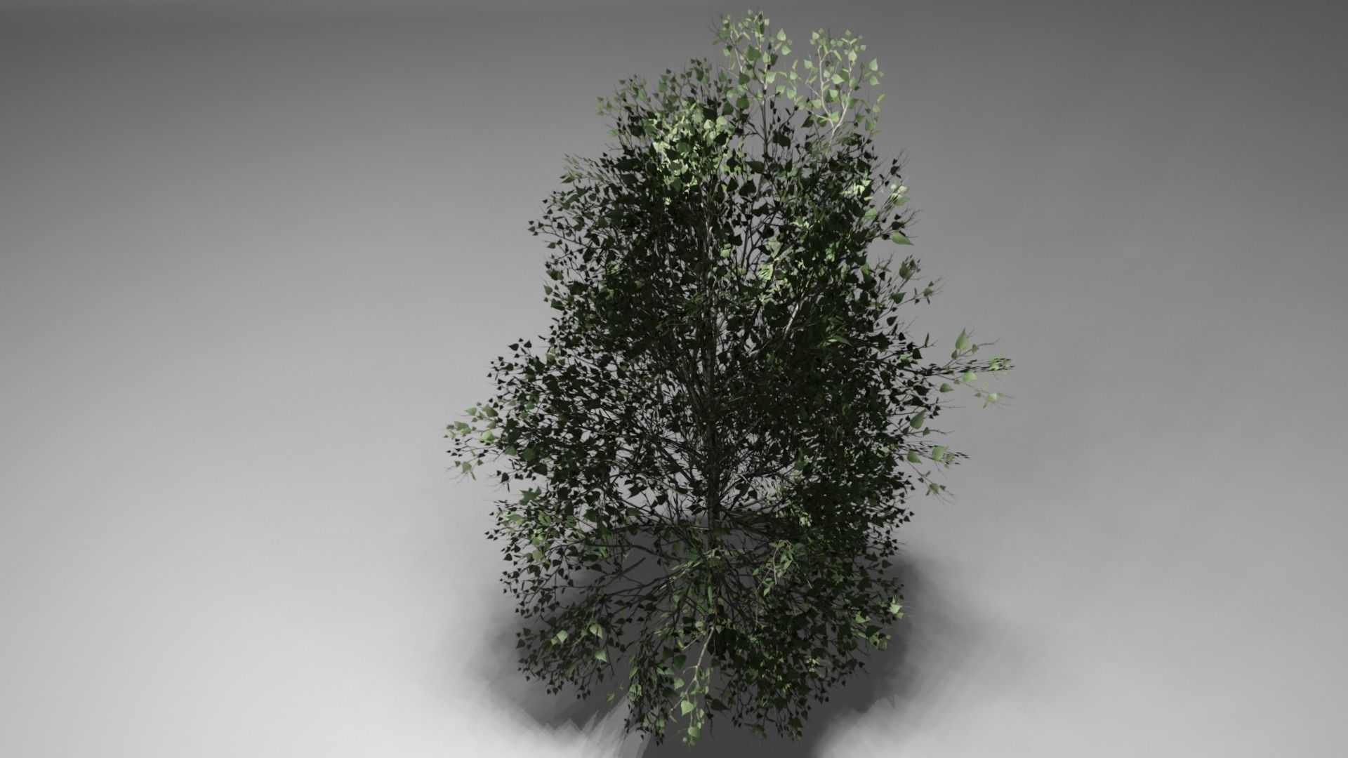 3D model Lime Tree Game Ready VR / AR / low-poly | CGTrader