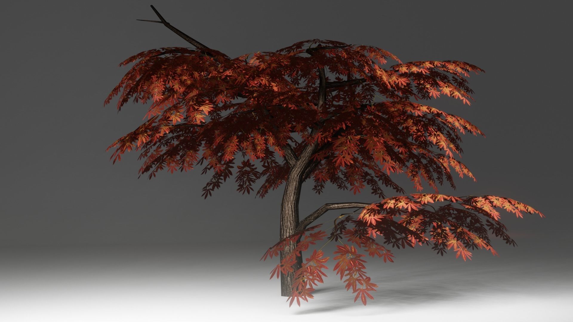 3D model Japan Maple Tree Game Ready VR / AR / low-poly | CGTrader