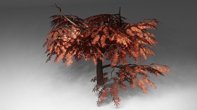 3D model Japan Maple Tree Game Ready VR / AR / low-poly | CGTrader