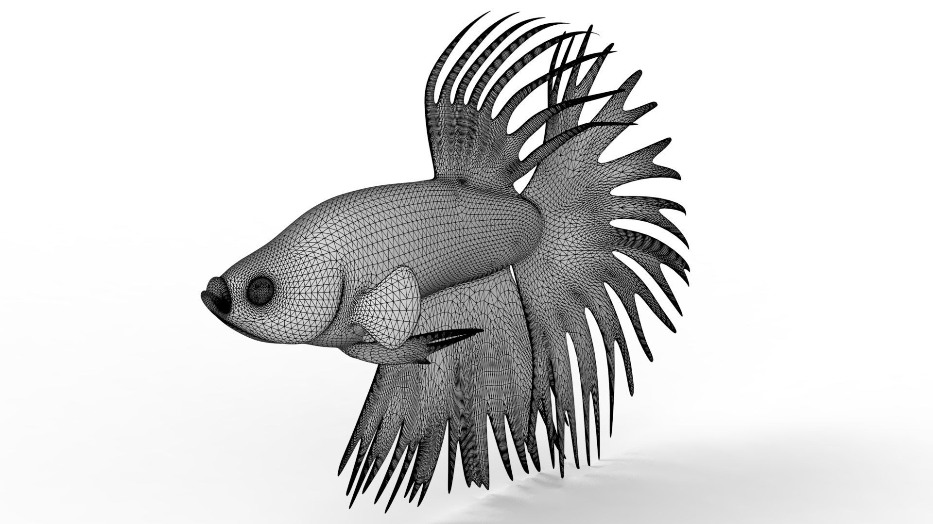 Betta Fish 3D model | CGTrader