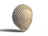 Atlantic giant cockle scallop shell 3D model | CGTrader