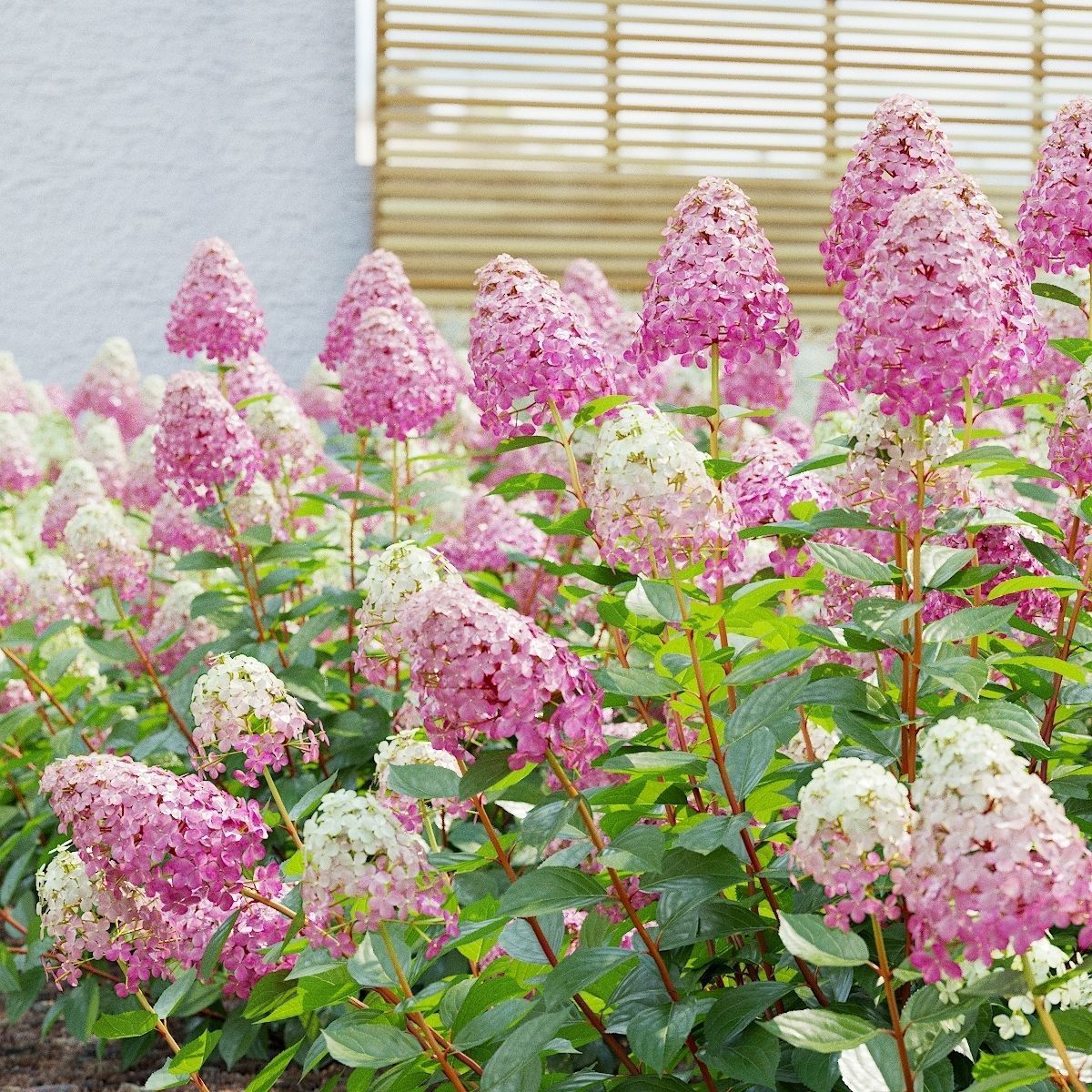 Hydrangea paniculata sundae fraise 3D model | CGTrader