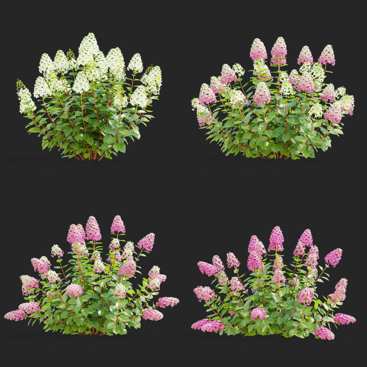 Hydrangea paniculata sundae fraise 3D model | CGTrader