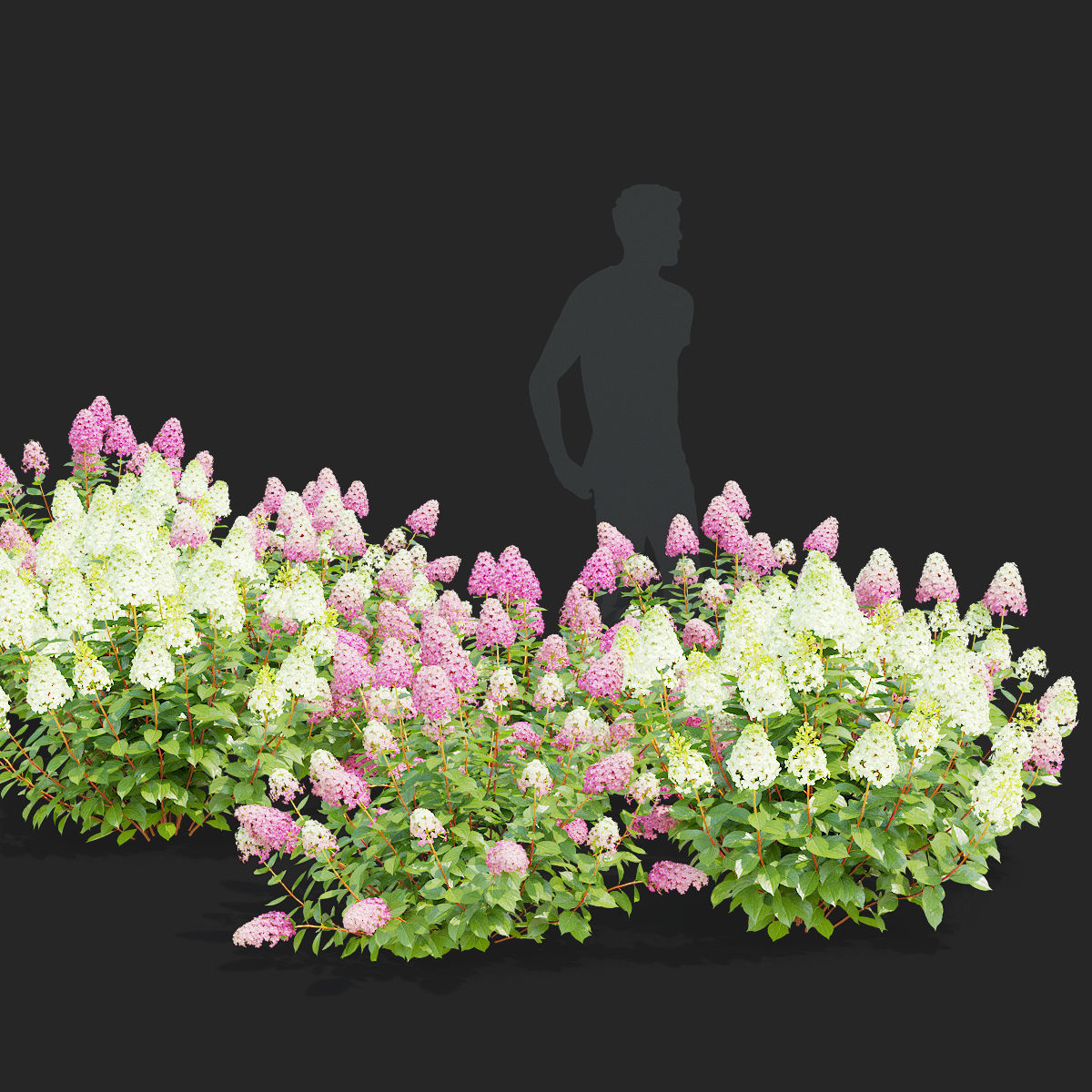Hydrangea paniculata sundae fraise 3D model | CGTrader