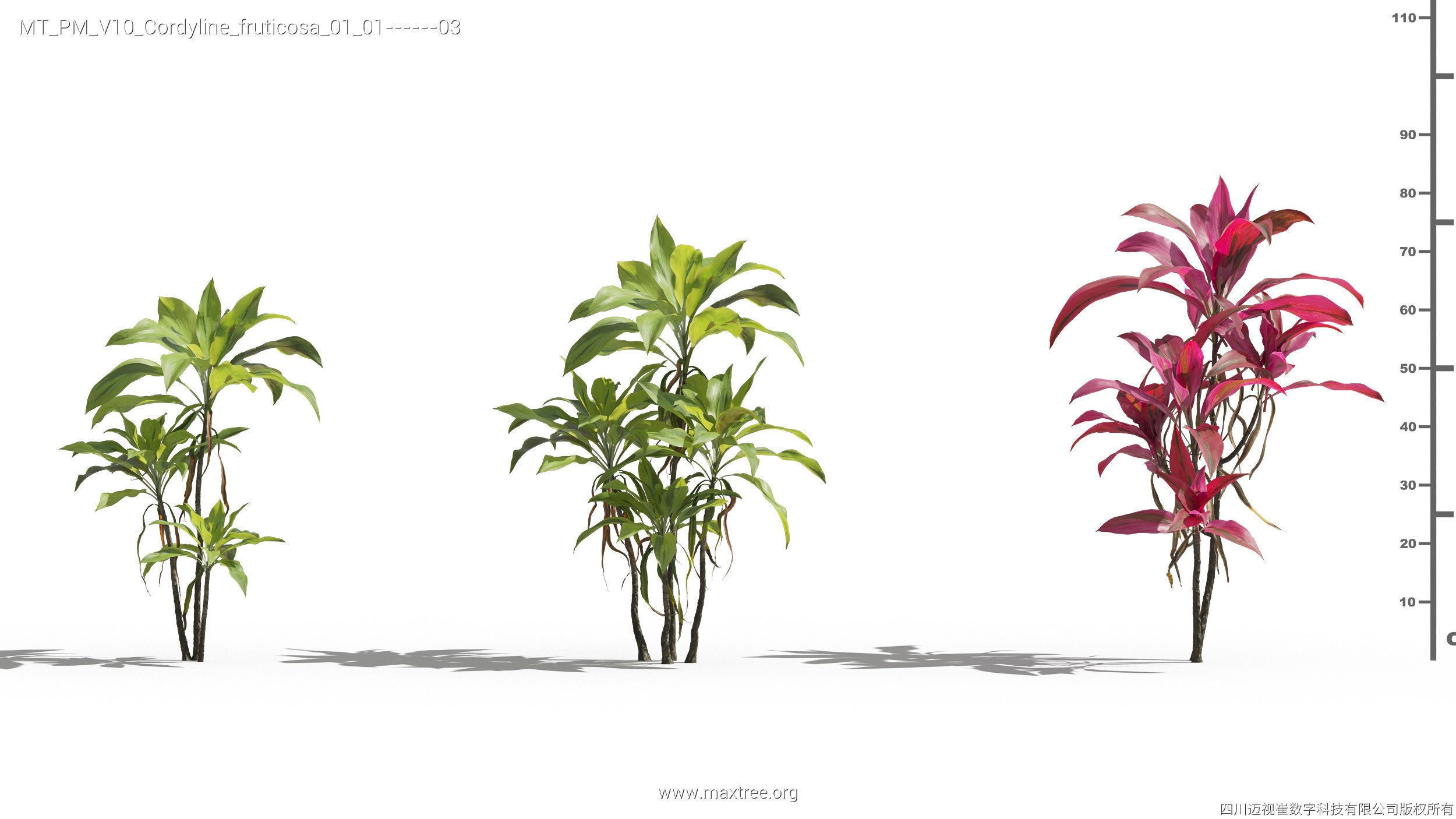 Maxtree Plant Models Vol 10 - Mesh 3D model | CGTrader