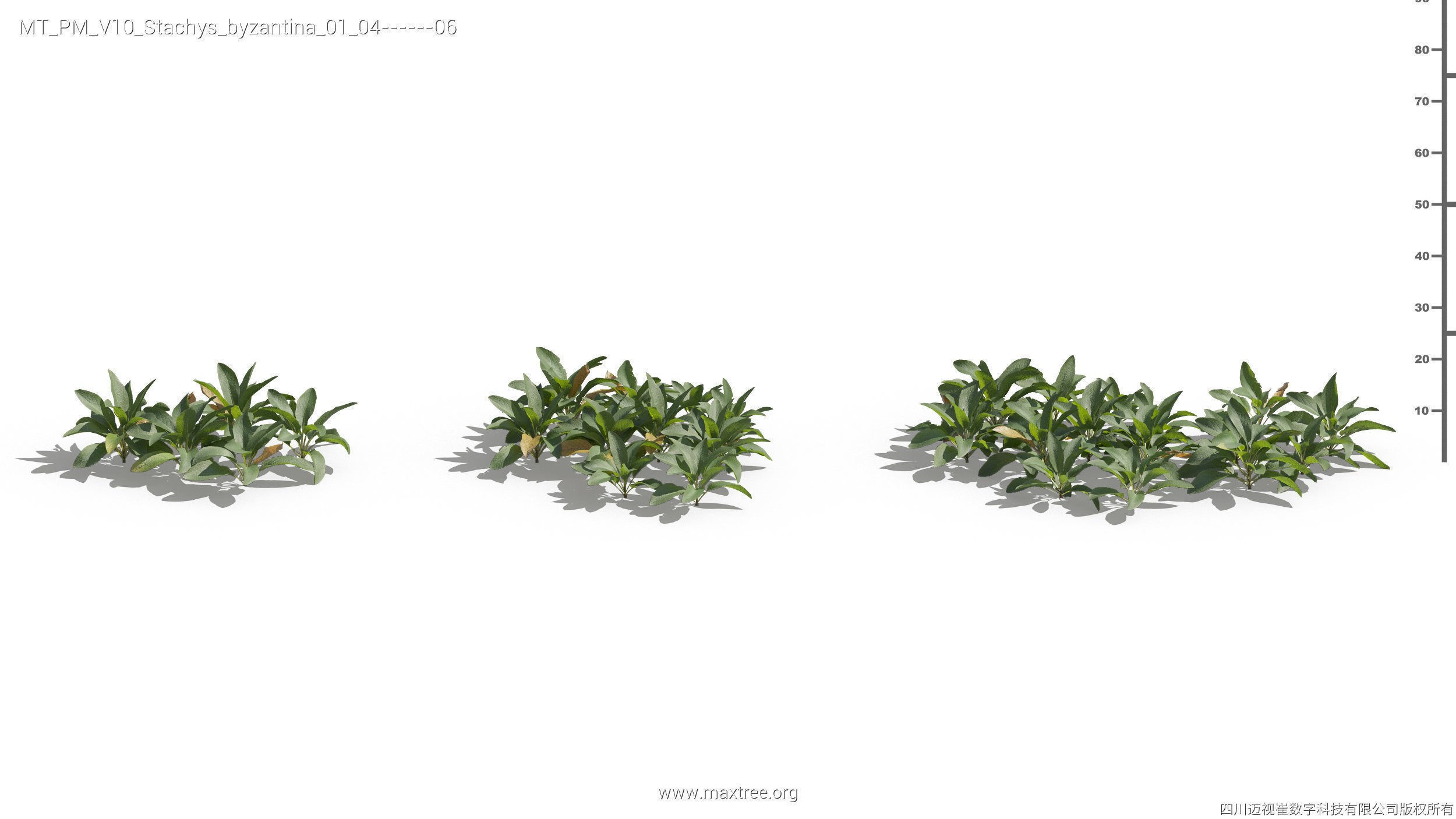 Maxtree Plant Models Vol 10 - Mesh 3D model | CGTrader