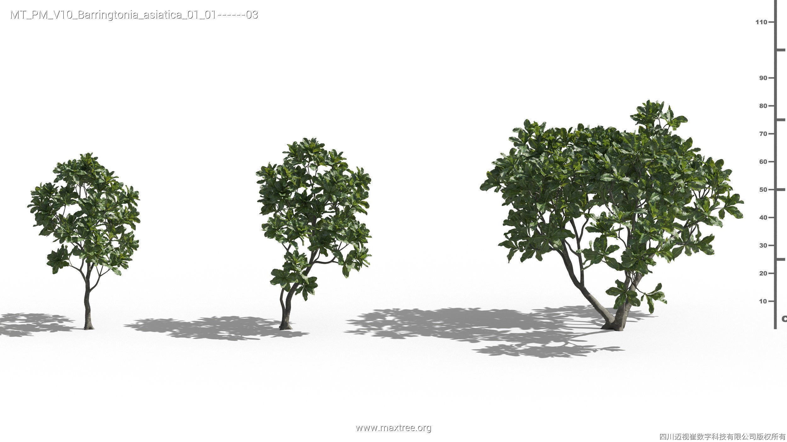Maxtree Plant Models Vol 10 - Mesh 3D model | CGTrader