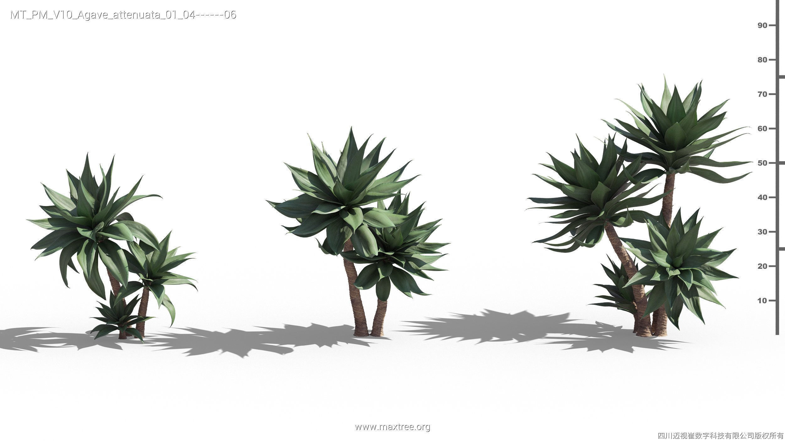 Maxtree Plant Models Vol 10 - Mesh 3D model | CGTrader