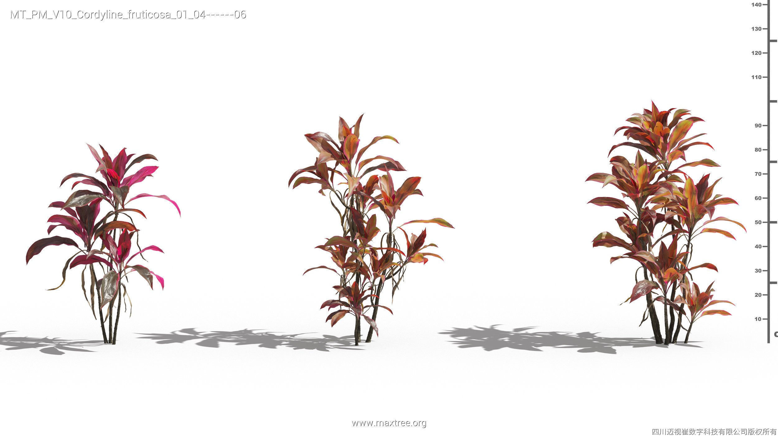 Maxtree Plant Models Vol 10 - Mesh 3D model | CGTrader