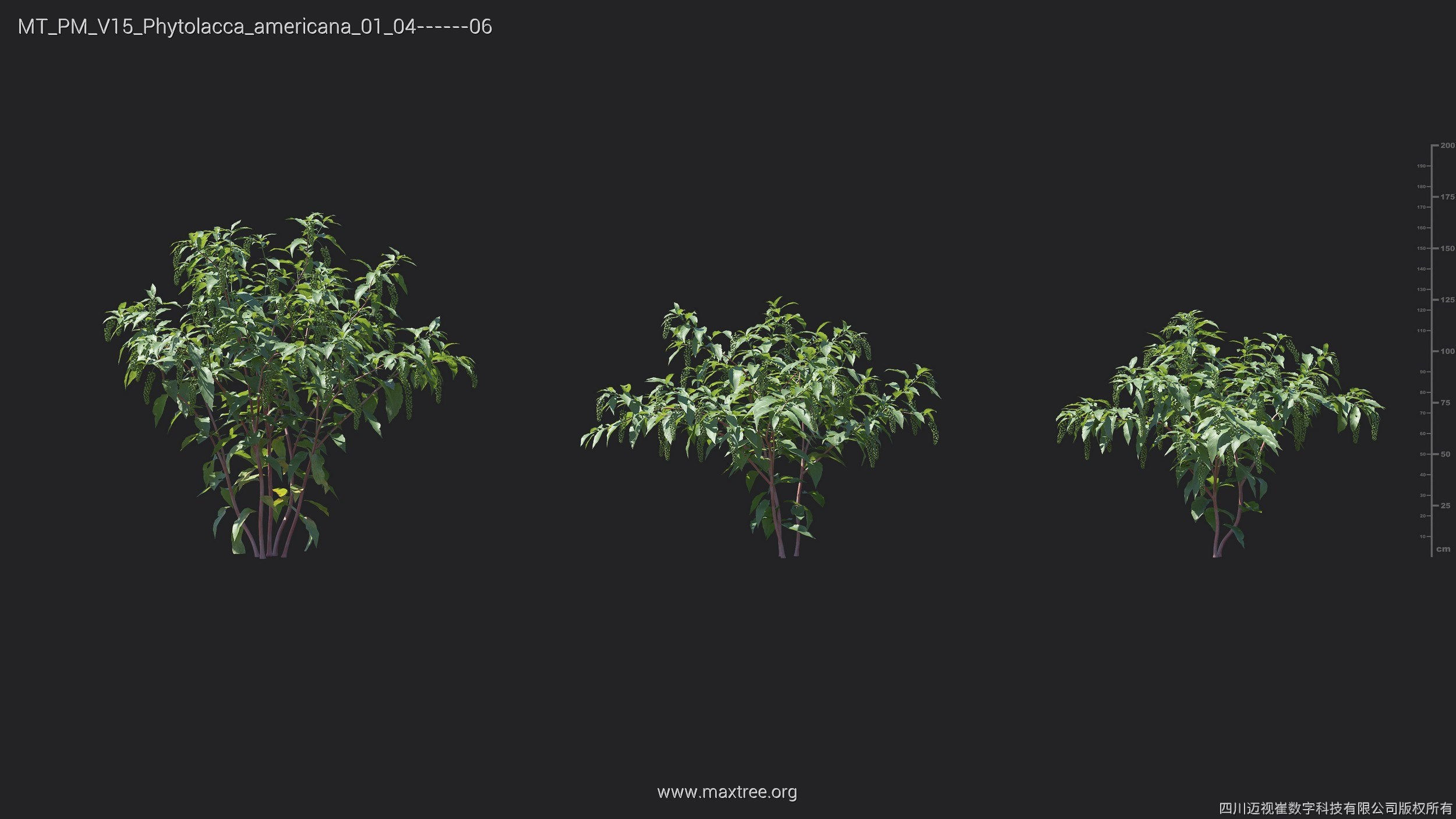 Maxtree Plant Models Vol 15 - Mesh 3D model | CGTrader