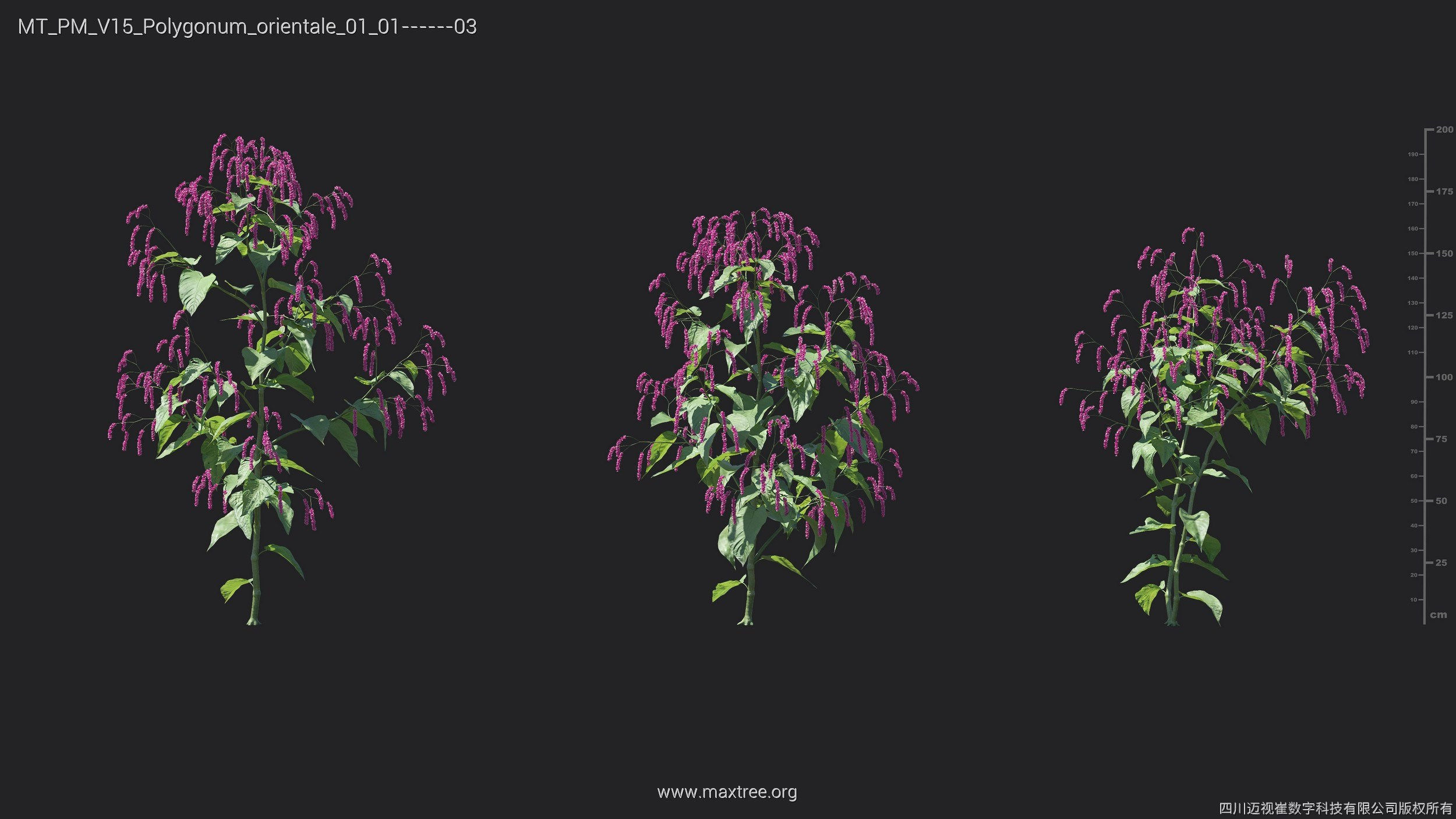 Maxtree Plant Models Vol 15 - Mesh 3D model | CGTrader