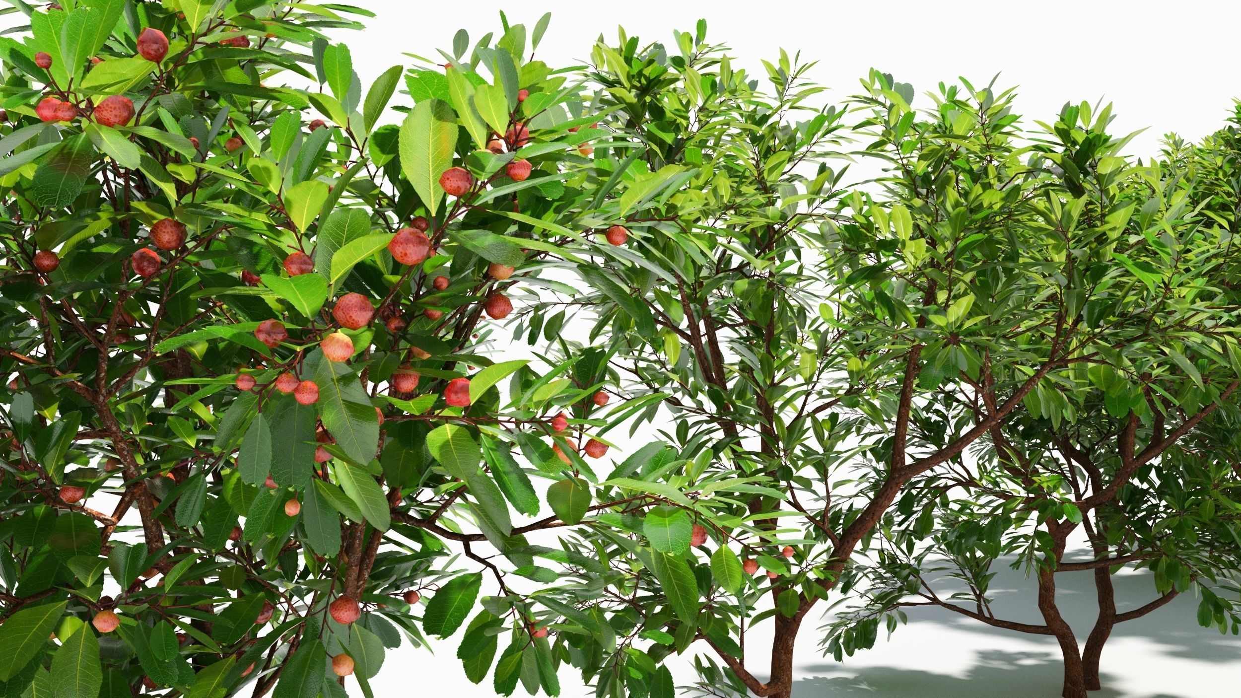 Arbutus tree 3D model | CGTrader