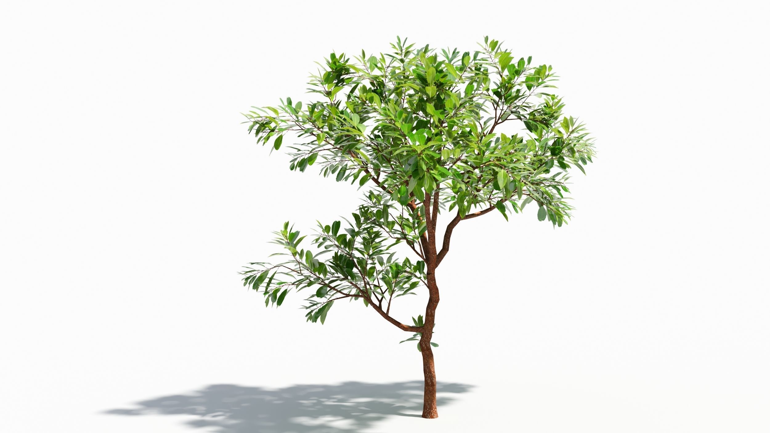 Arbutus tree 3D model | CGTrader