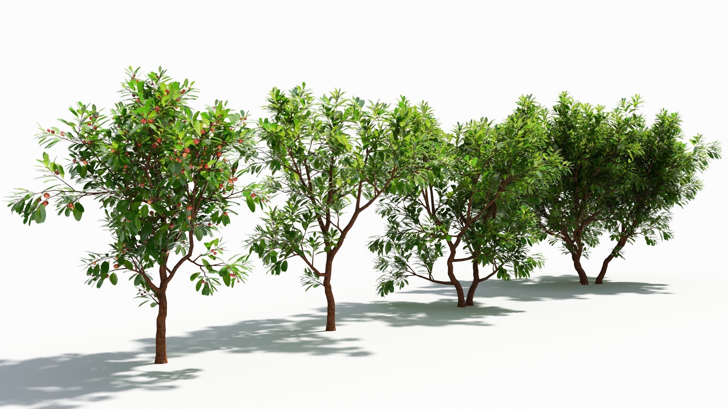 Arbutus tree 3D model | CGTrader