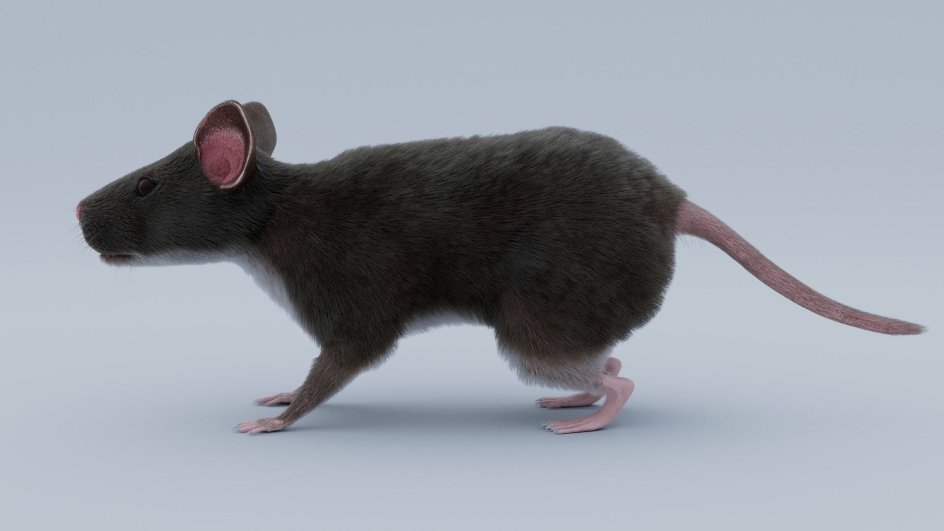 Rat Rigged 3D model 3D model rigged | CGTrader