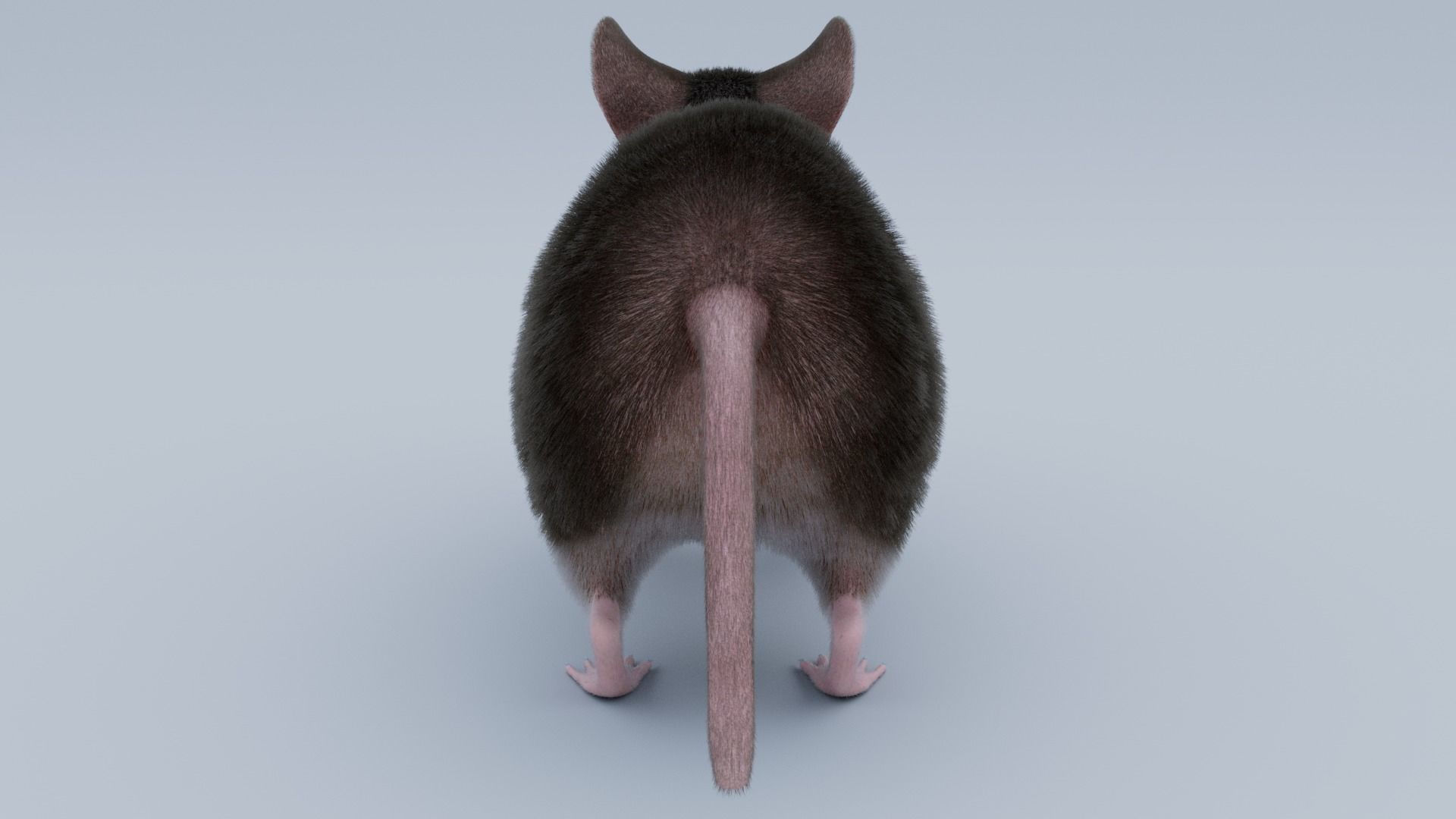 Rat Rigged 3D model 3D model rigged | CGTrader