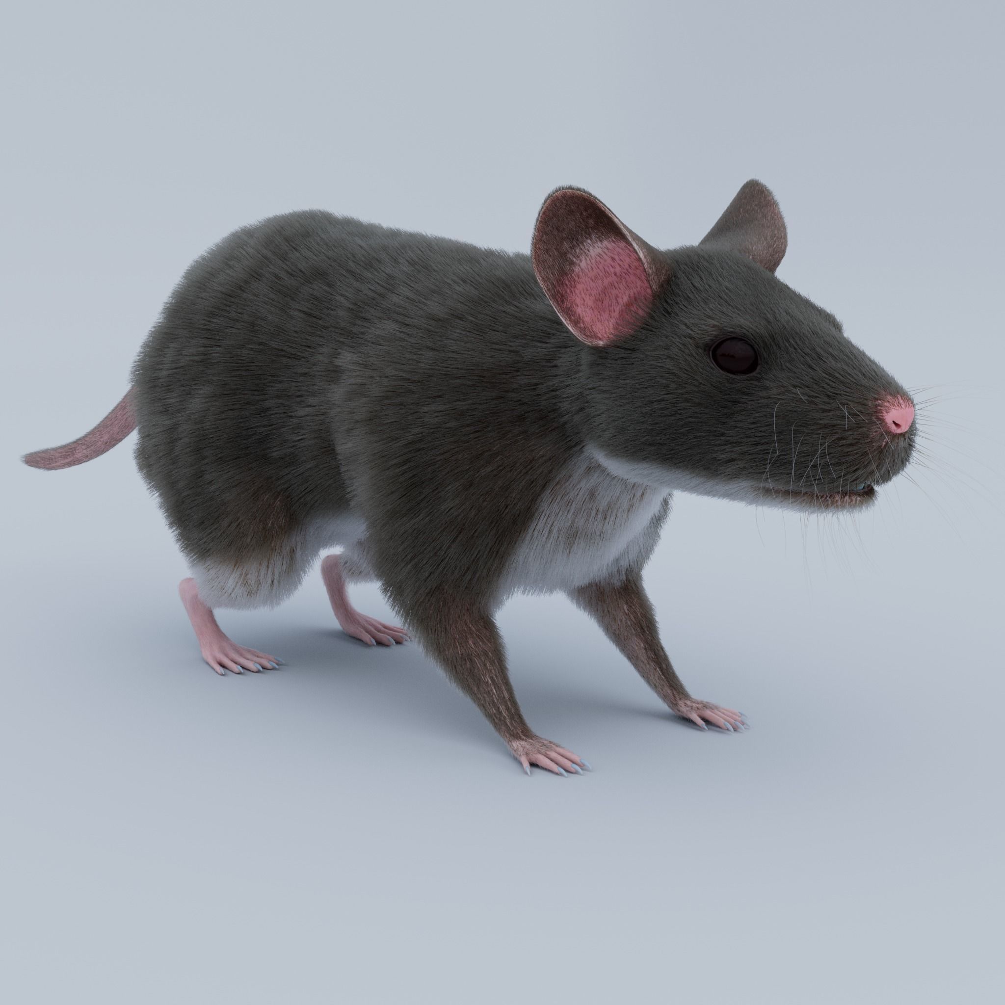 Rat Rigged 3D model 3D model rigged | CGTrader