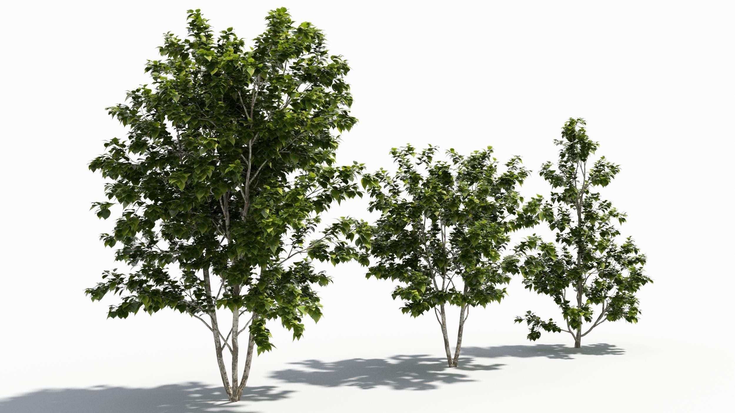 Betula tree 3D model | CGTrader