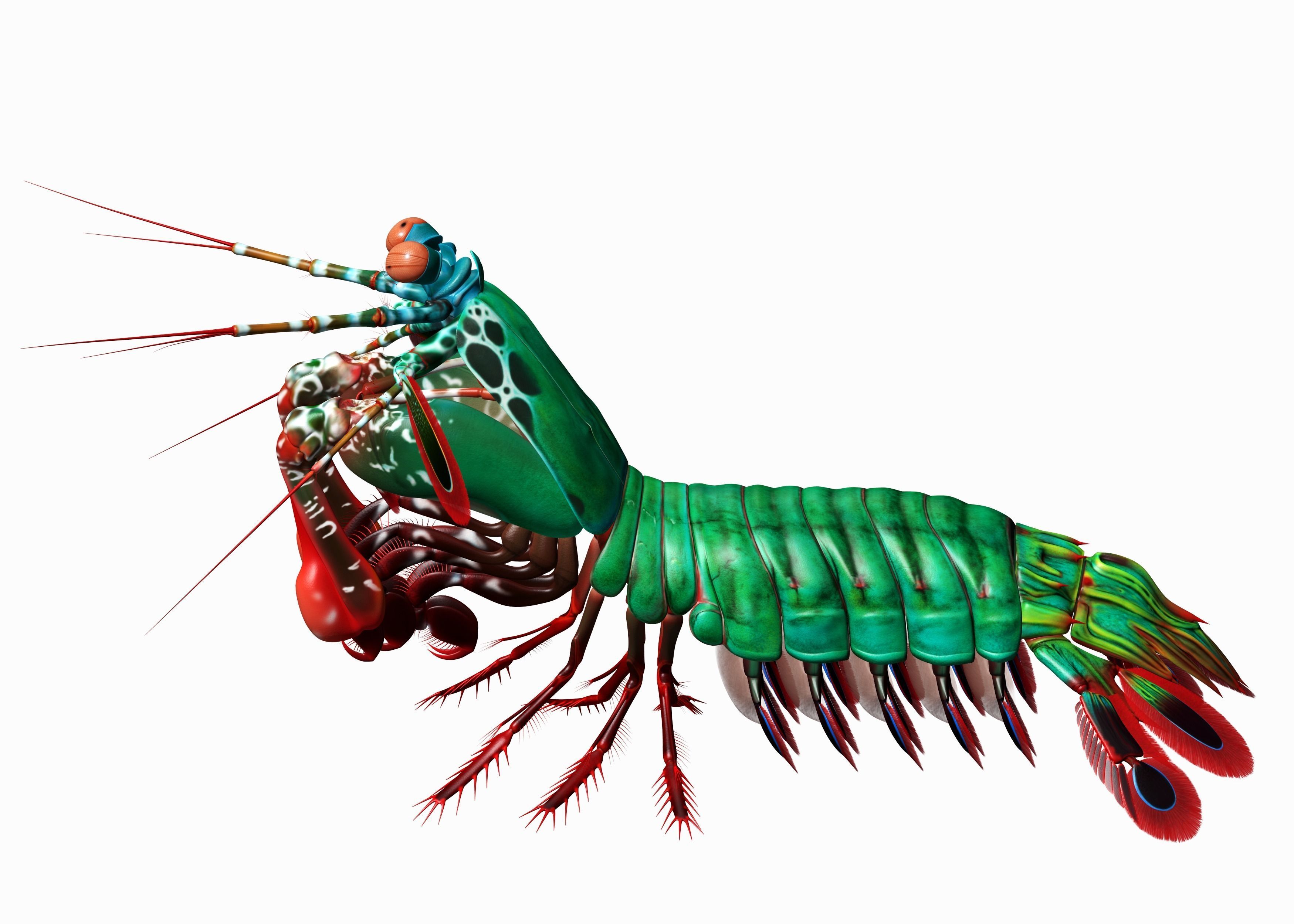 Peacock mantis shrimp 3D model | CGTrader