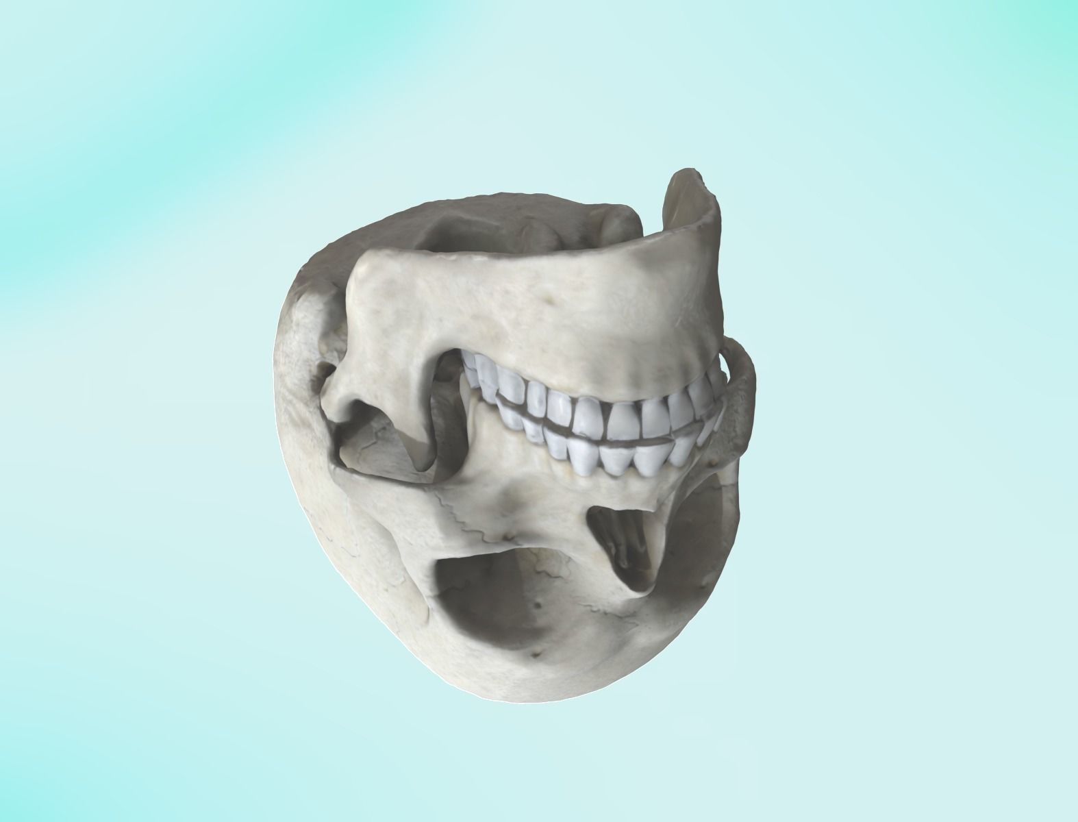 Skull - A scanned human skull 3D model | CGTrader