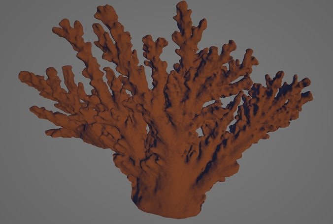 Intricate 3D scanned live Coral 3D model | CGTrader